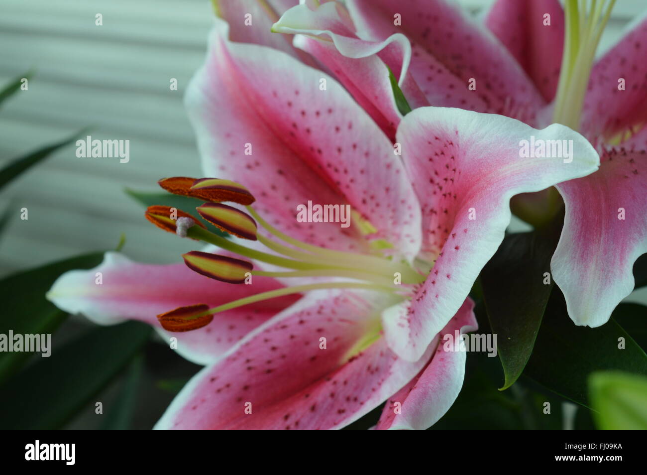 Lily Blooming in the Garden Stock Photo - Alamy