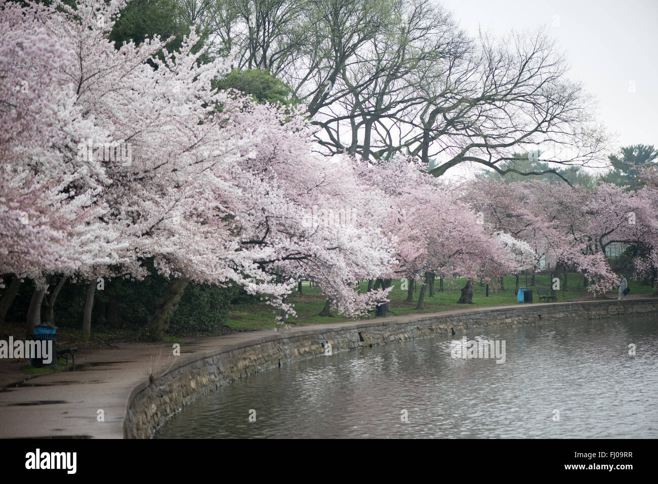 Washington DC's famous cherry blossoms in full bloom around the Tidal ...