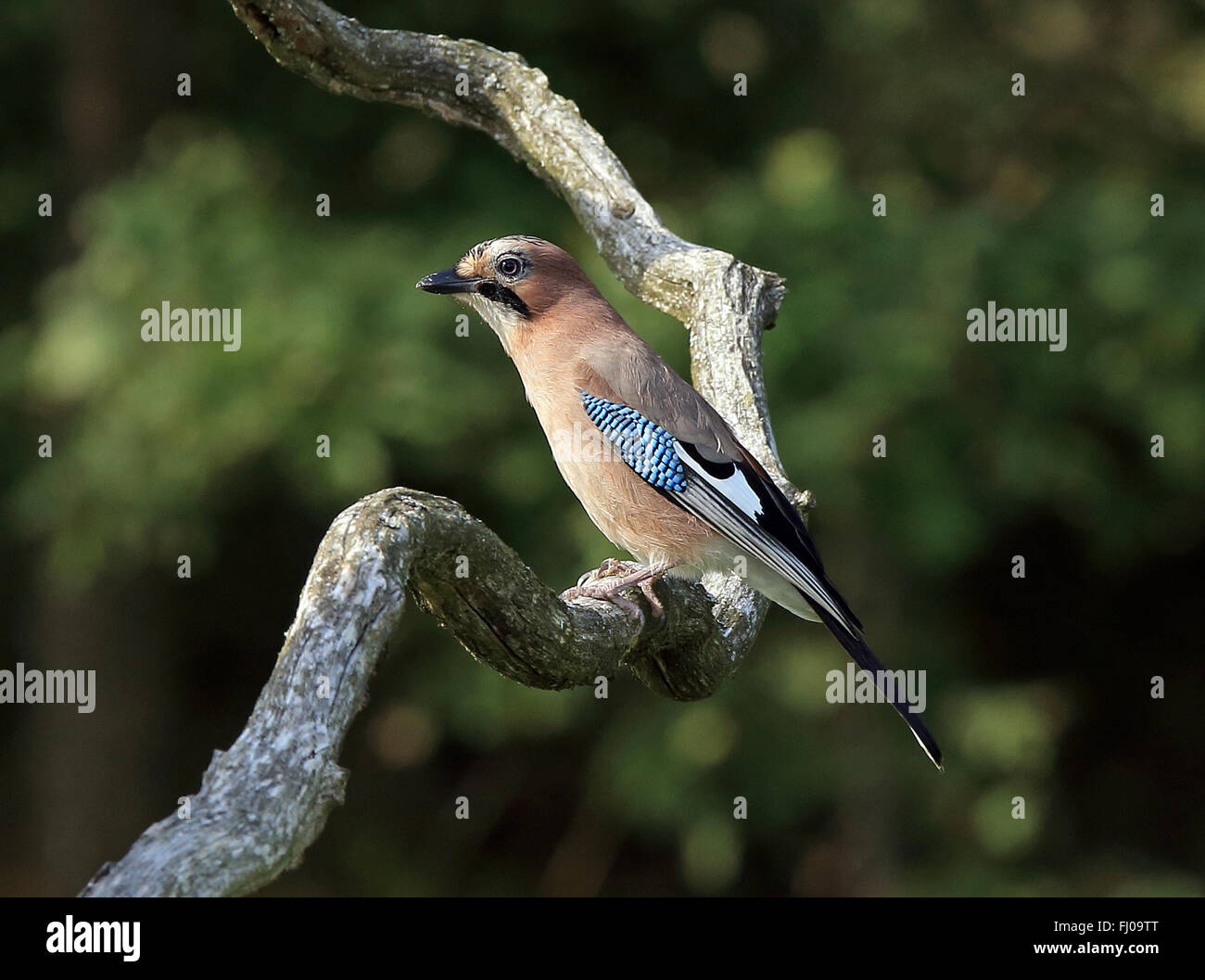 Eurasian jay feathers hi-res stock photography and images - Alamy