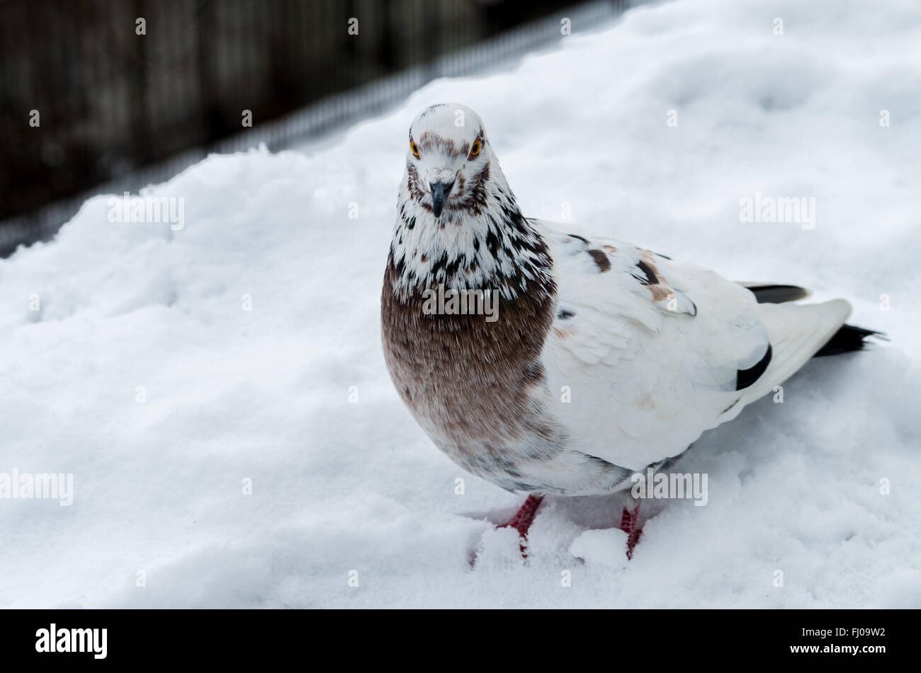 Snow white pigeon hi-res stock photography and images - Alamy