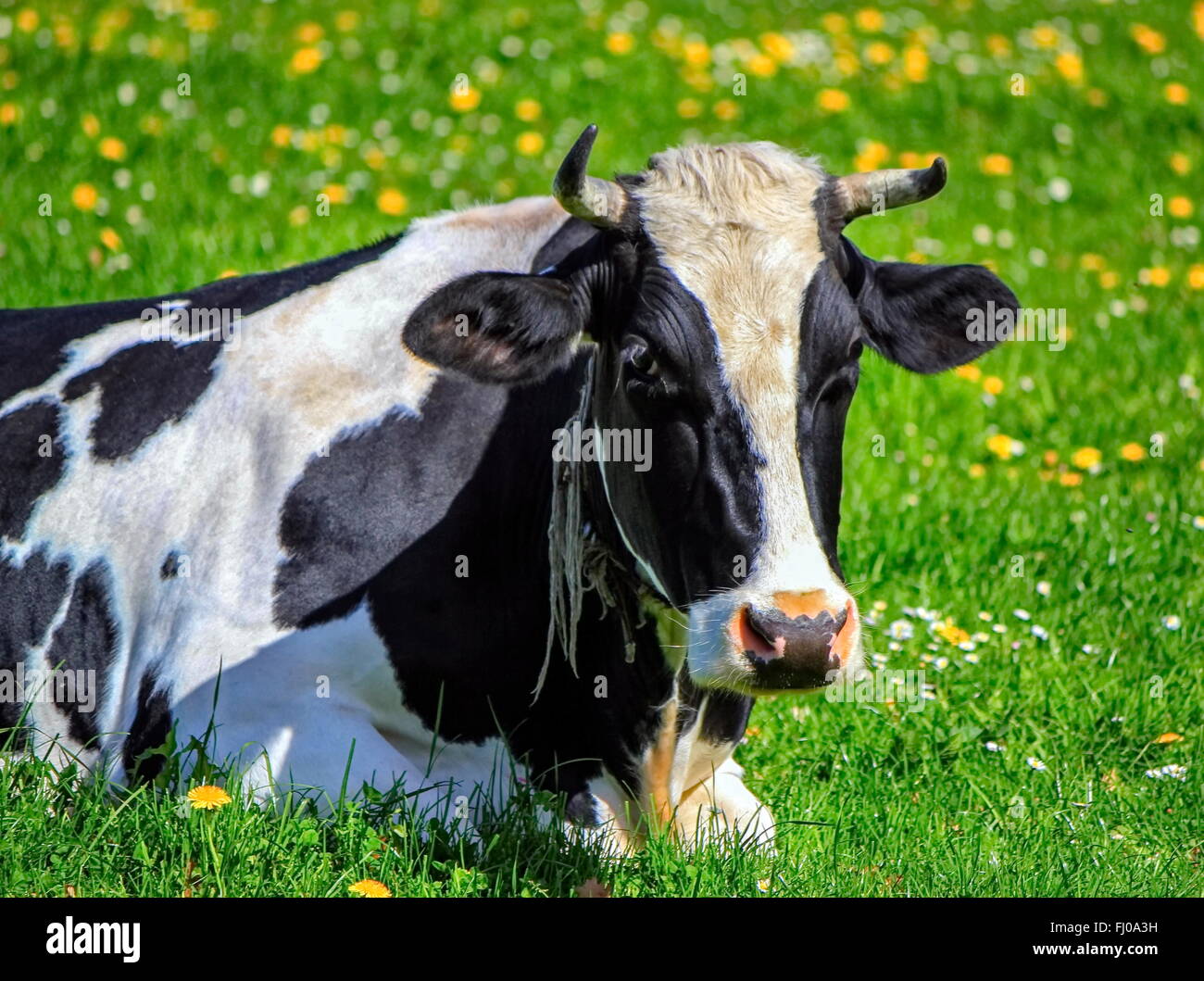 Famous black and white fribourg cow resting in the meadow by springtime ...