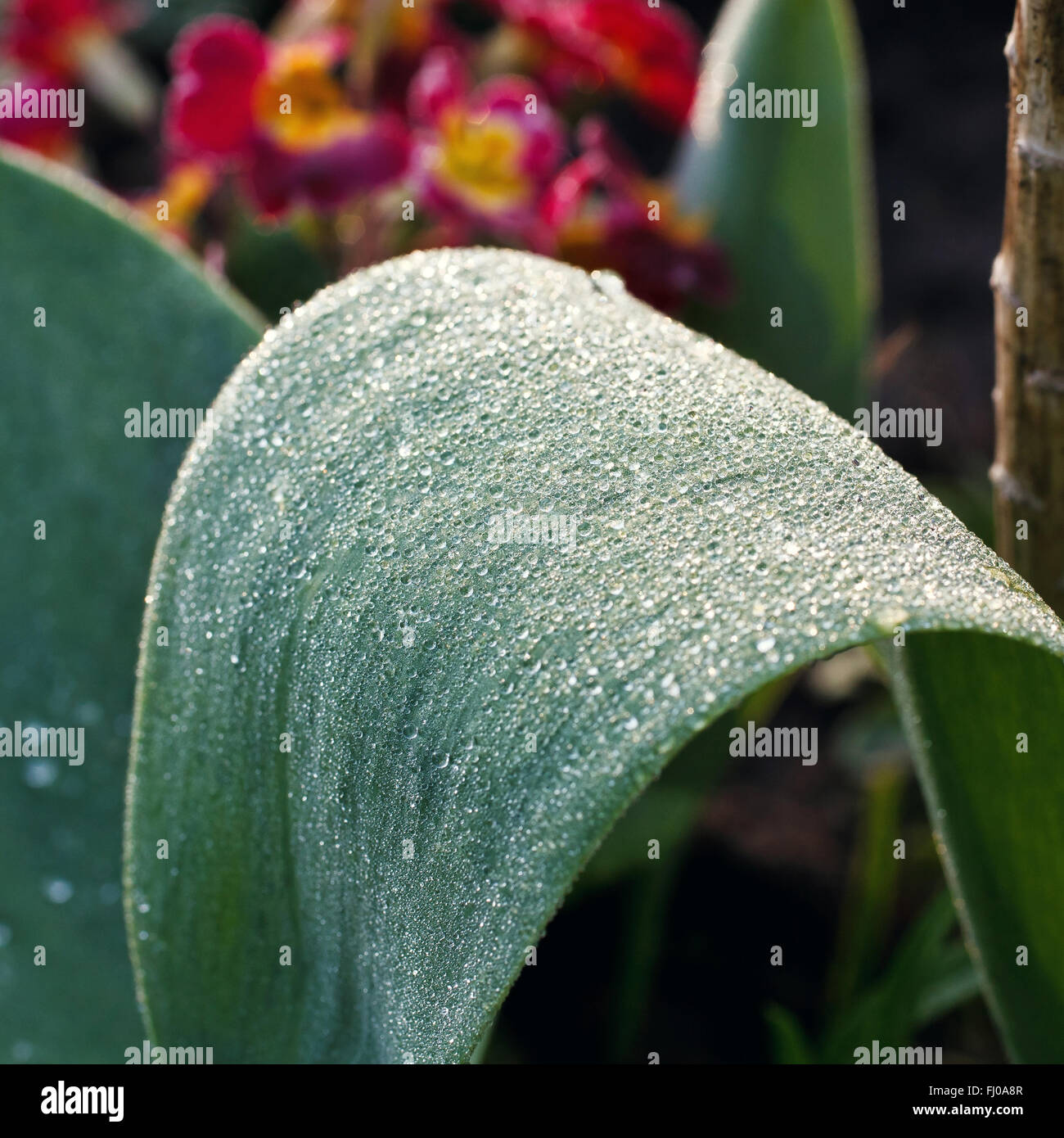 Dew drop plant hi-res stock photography and images - Alamy