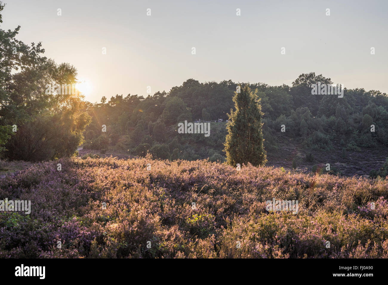 Germany, Heidekreis, Luneburger Heide at sunset Stock Photo - Alamy