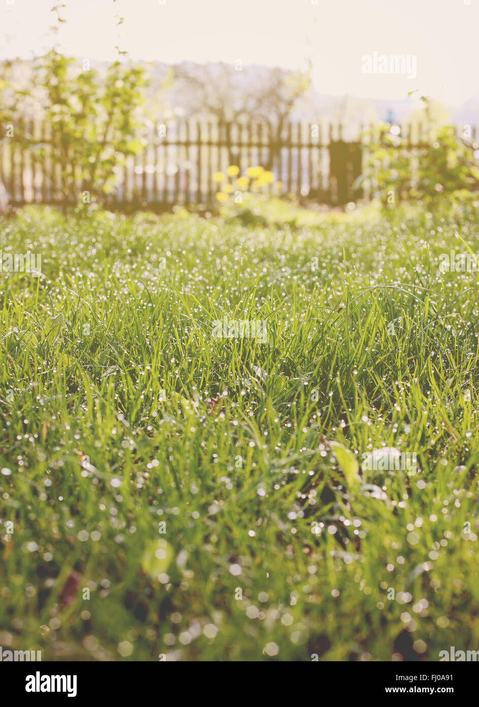 Wet leaf on grass hi-res stock photography and images - Alamy
