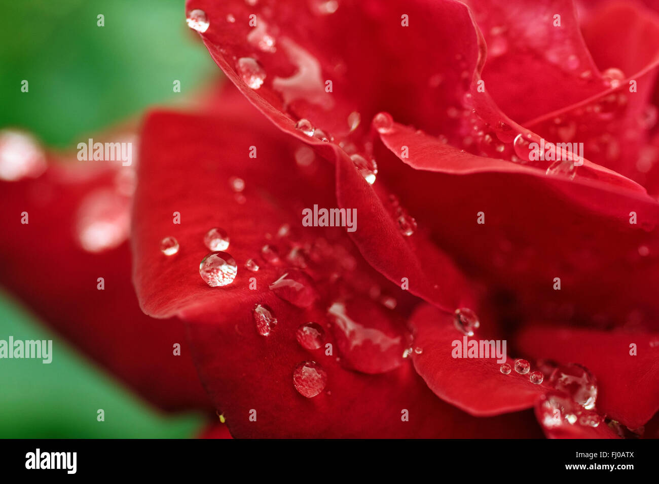 Open red rose close hi-res stock photography and images - Alamy