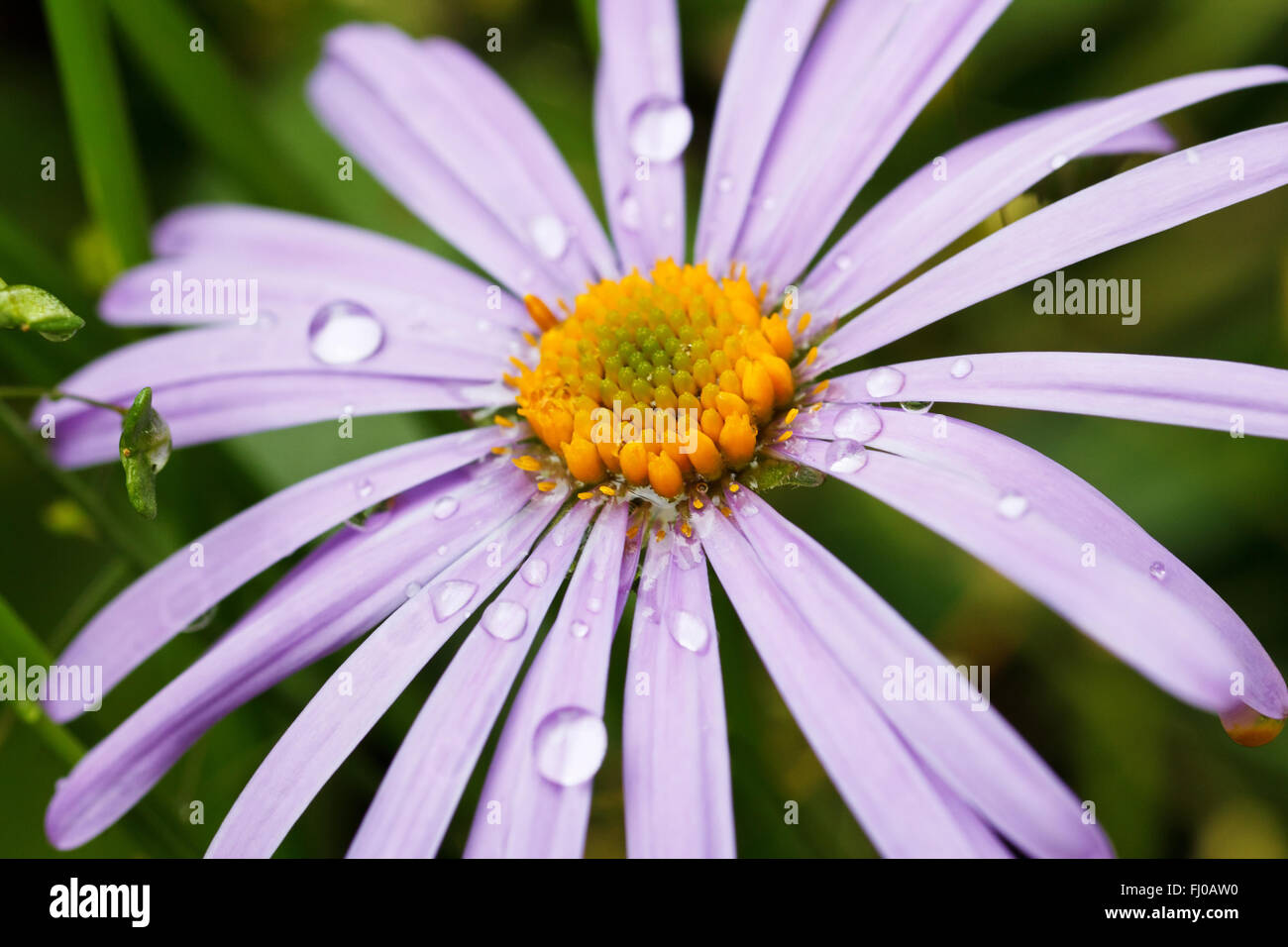 beautiful violet daisy Stock Photo - Alamy