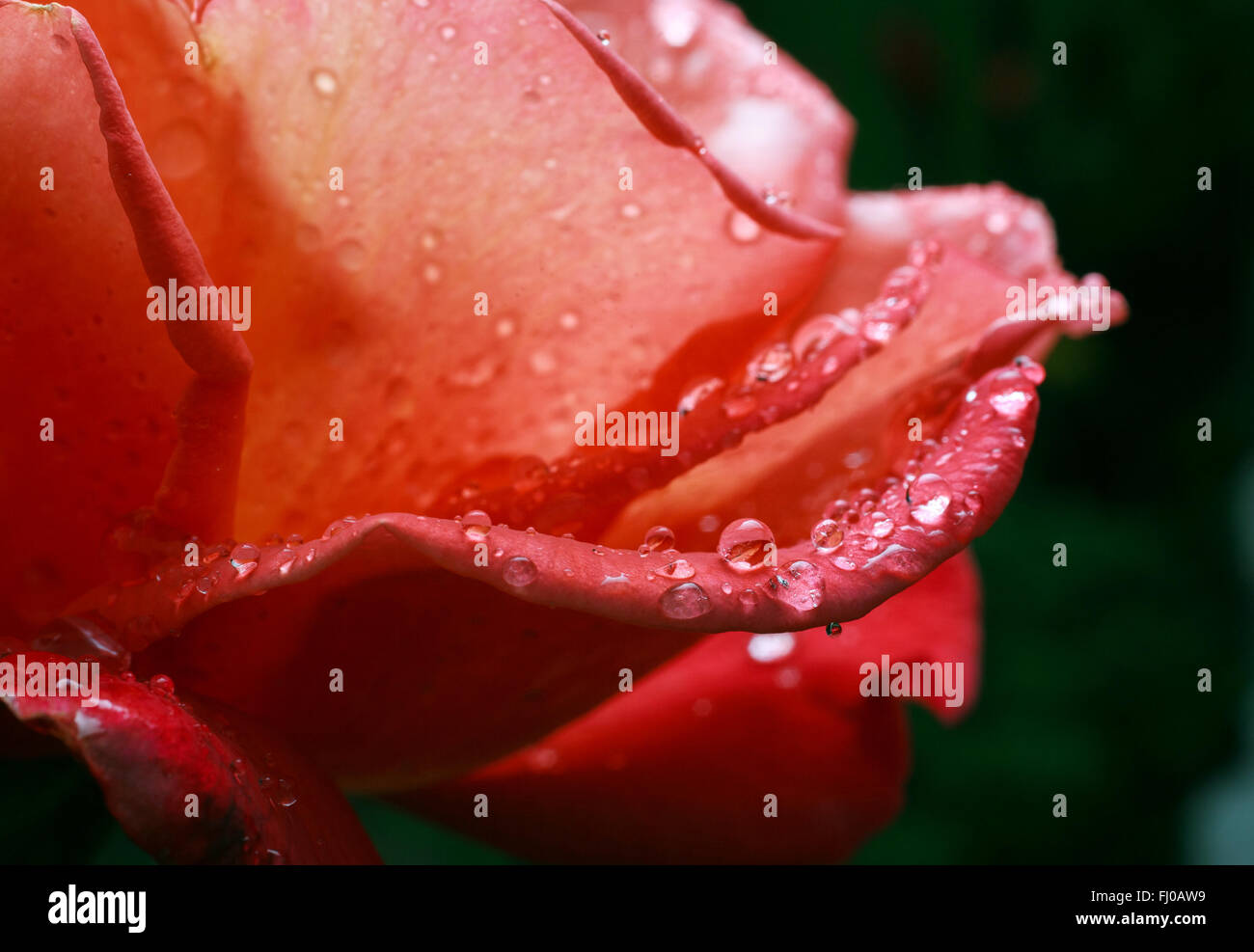Pink rose with dew drops Stock Photo - Alamy