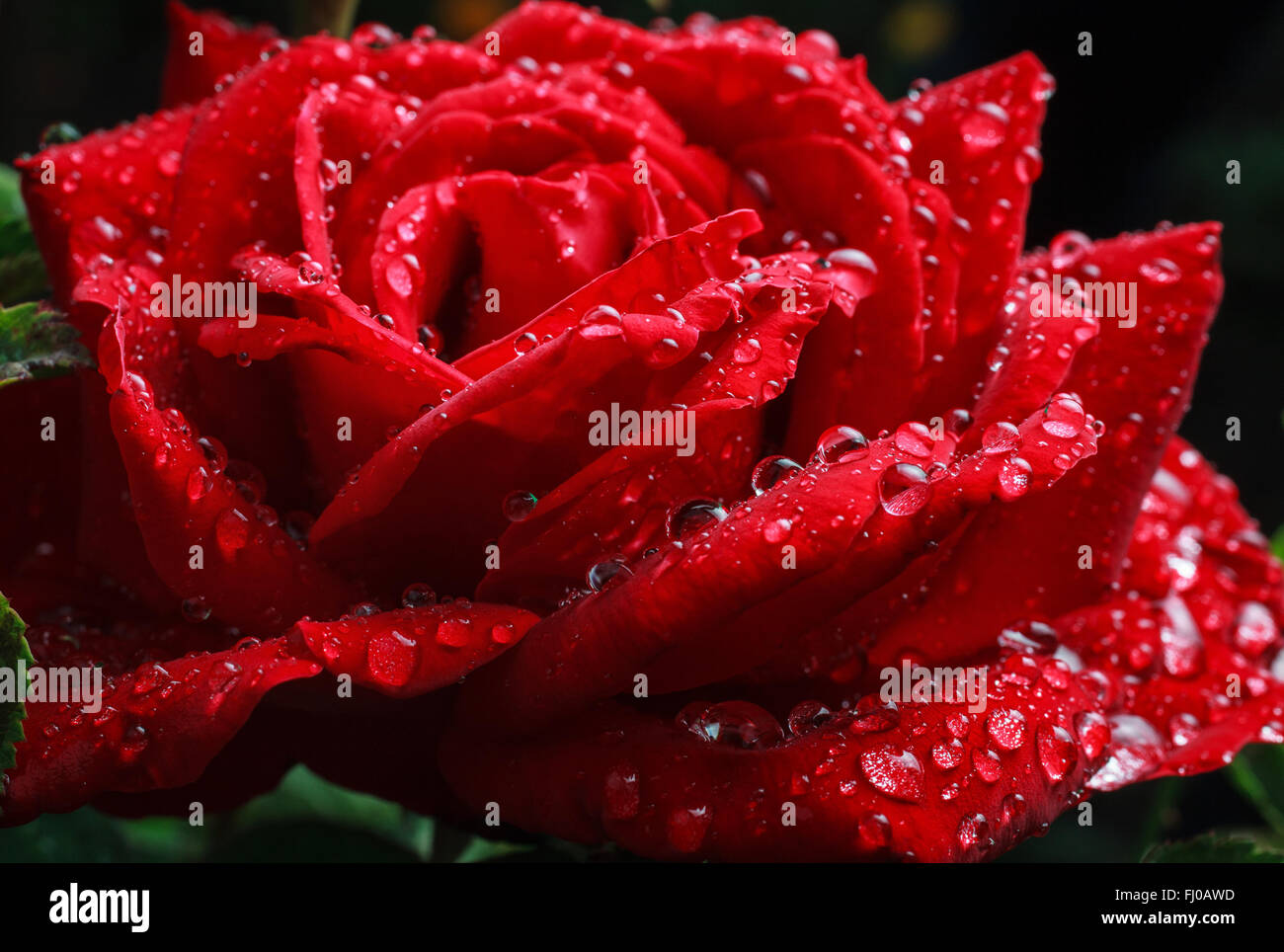 dew drops on rose Stock Photo - Alamy