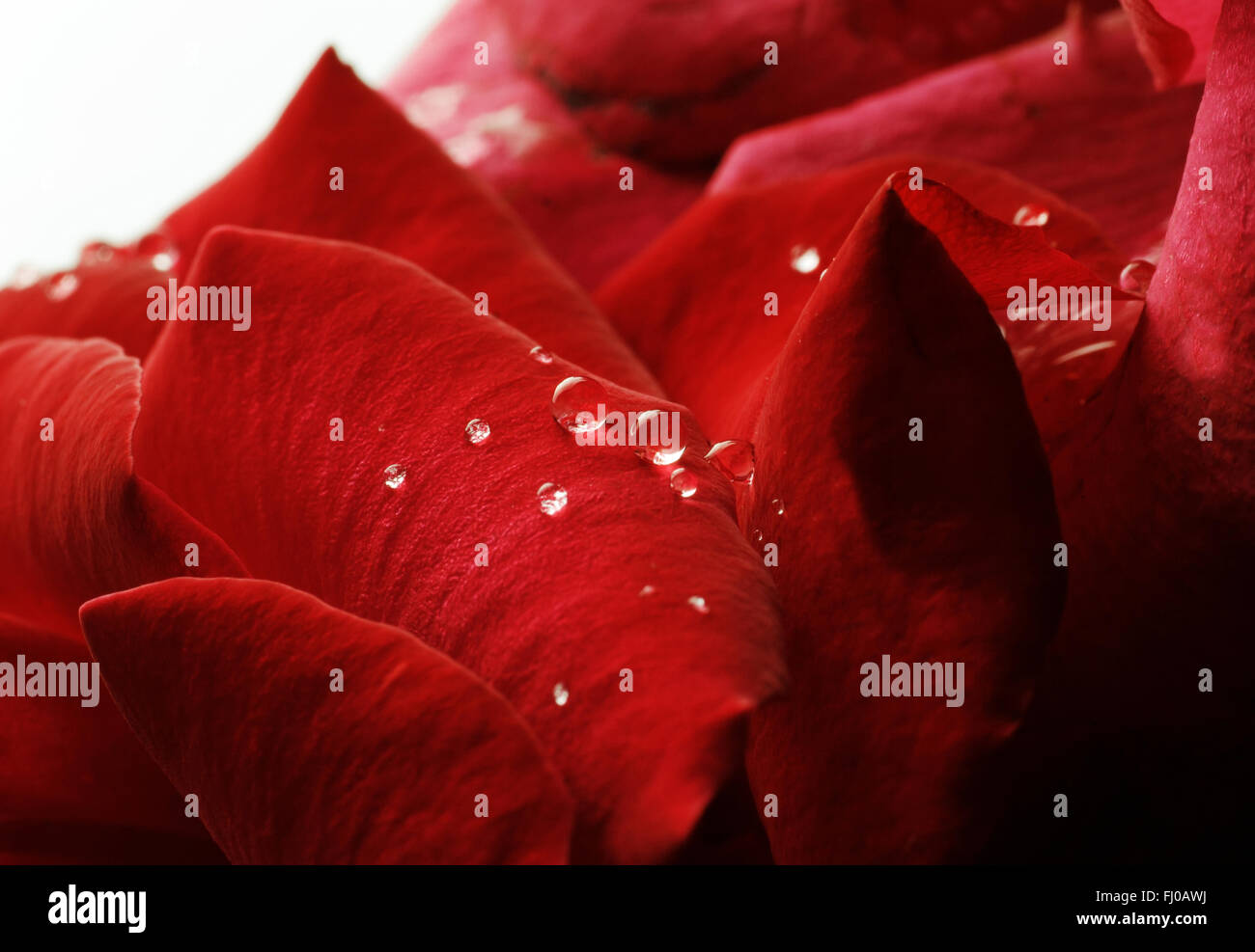 Dewdrops on rose leaves hi-res stock photography and images - Alamy