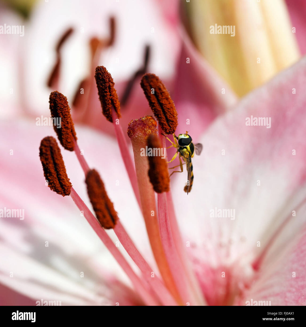 Beautiful fresh pink flower heads Stock Photo - Alamy