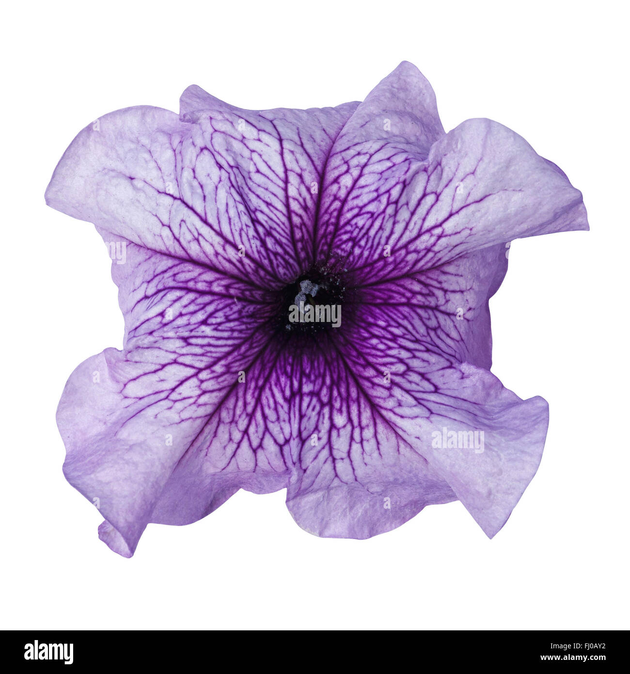 Violet daisy flower Cut Out Stock Images & Pictures - Alamy