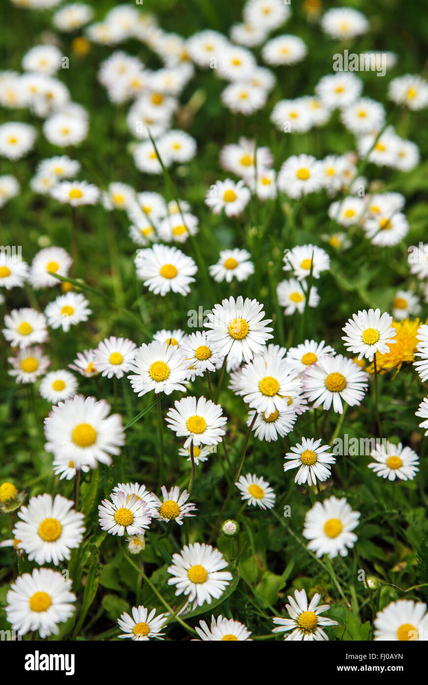 summer daisy field Stock Photo - Alamy
