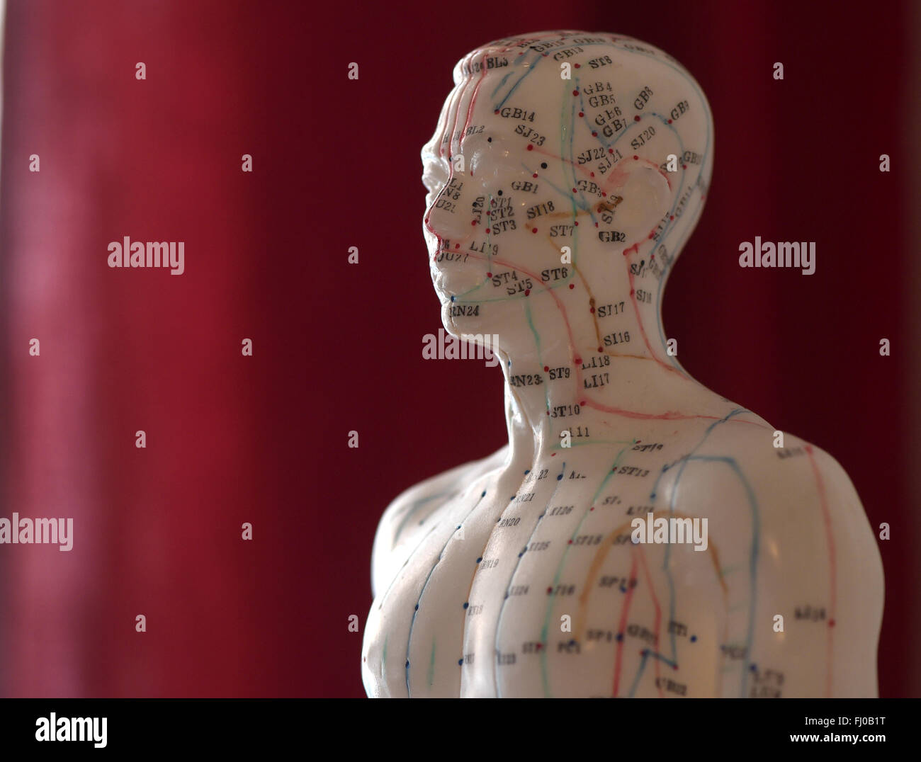 Acupuncture model hi-res stock photography and images - Alamy