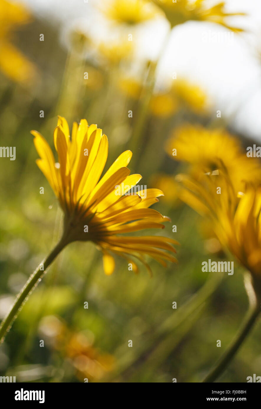 Beautiful spring day in blossoming hi-res stock photography and images ...