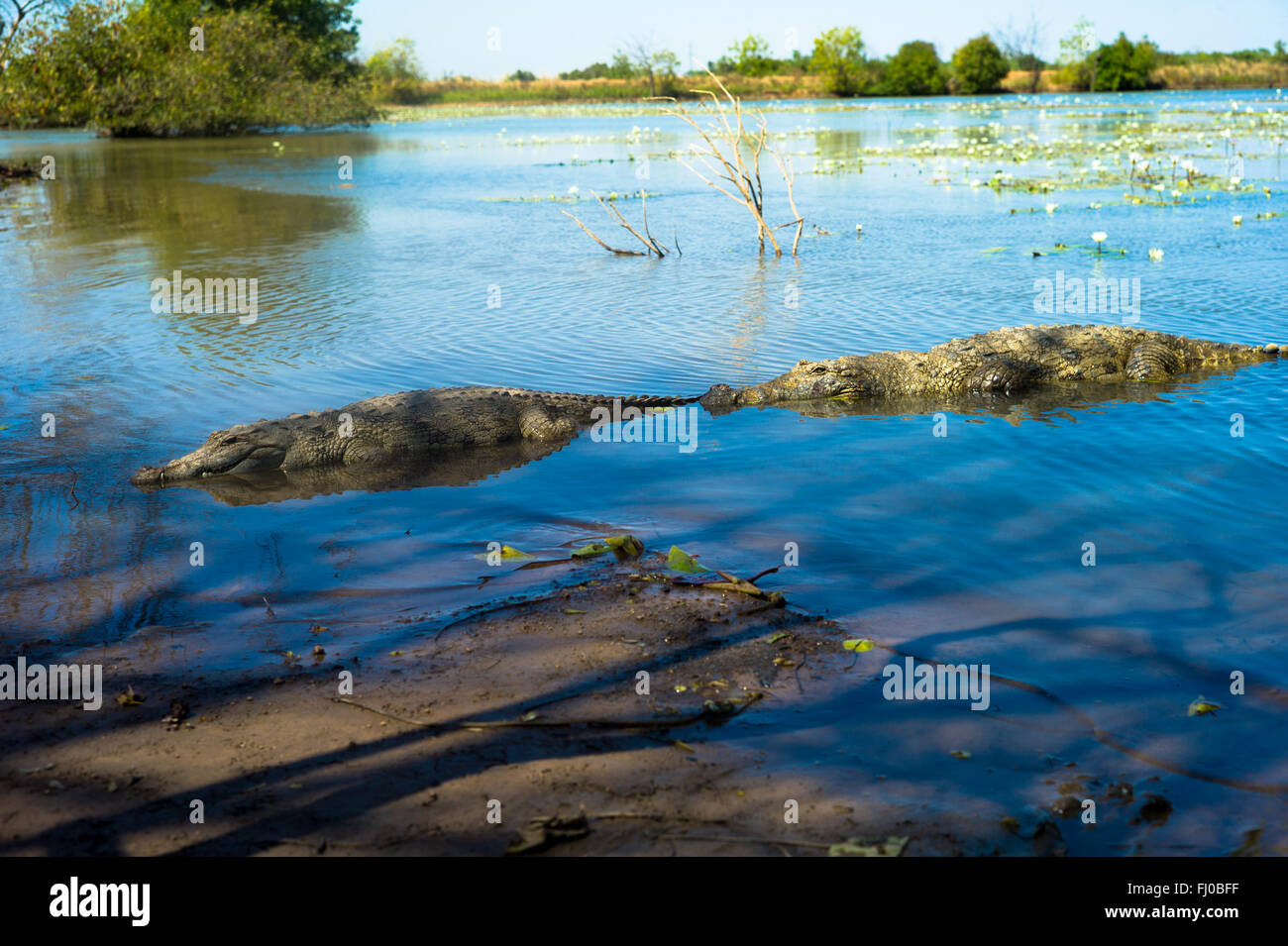Sacred crocodile in Sabou, Burkina Faso, Africa Stock Photo - Alamy