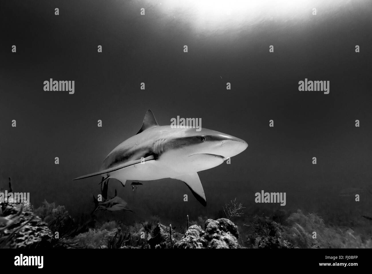 Coral reef Black and White Stock Photos & Images - Alamy