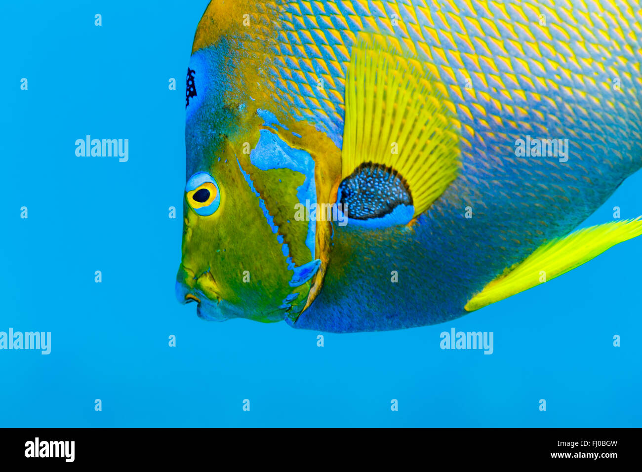 detail of side and face of yellow and blue Queen Angelfish holacanthus ...