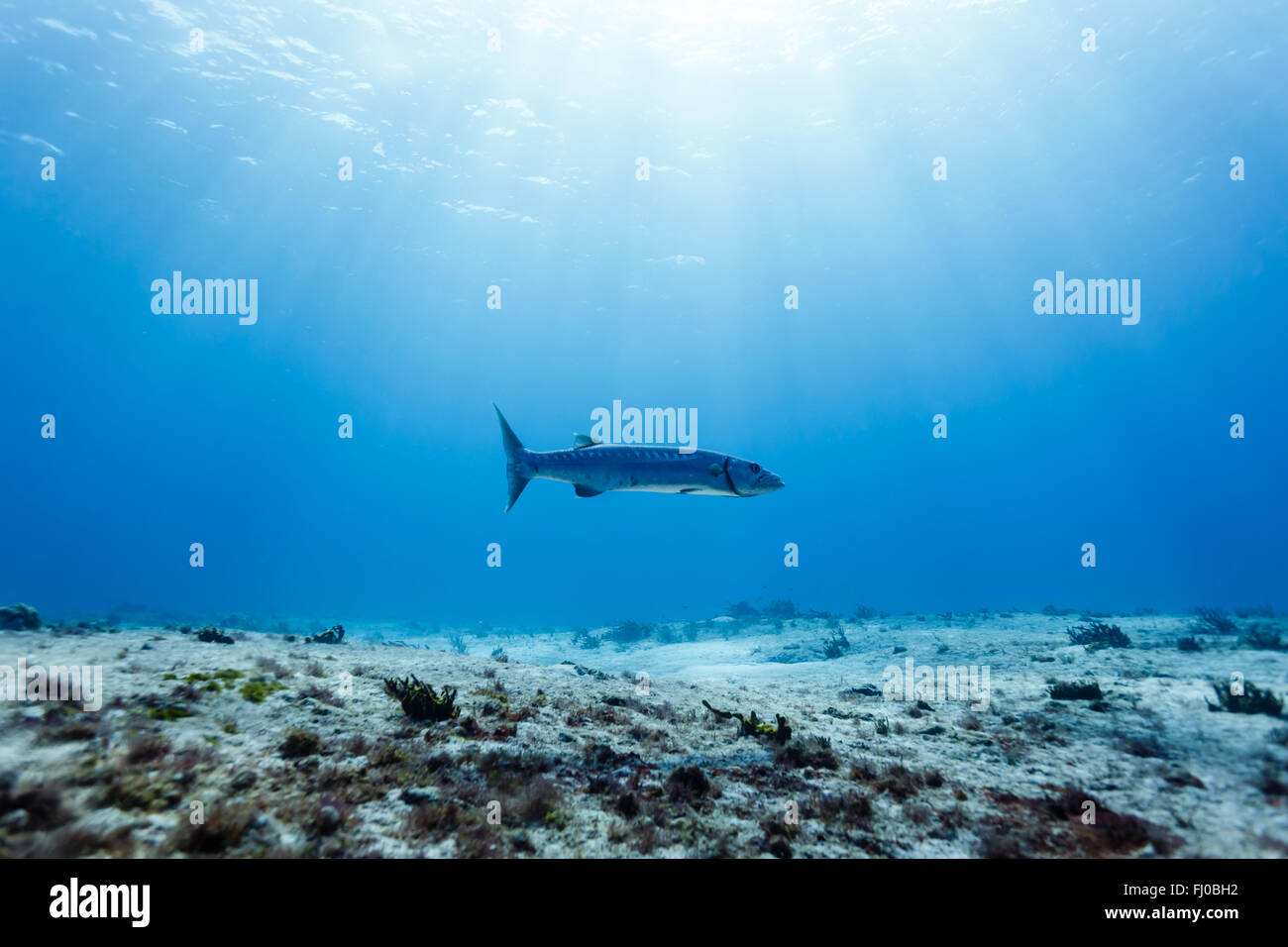 Barracuda sphyraena barracuda, swimming in clear blue water Stock Photo ...