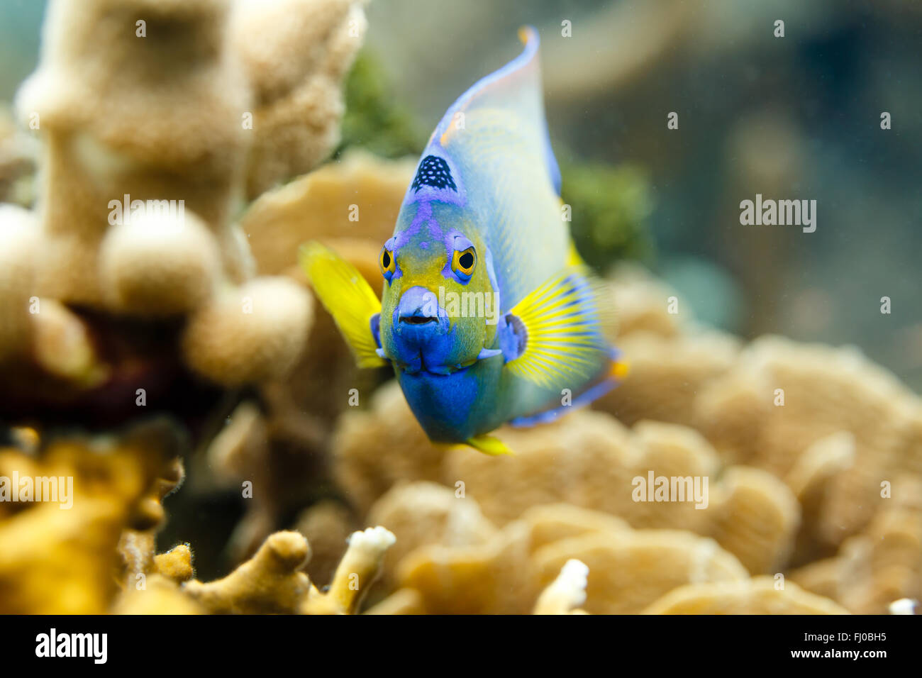 Queen Angelfish, holacanthus ciliaris, swimming on coral Stock Photo ...