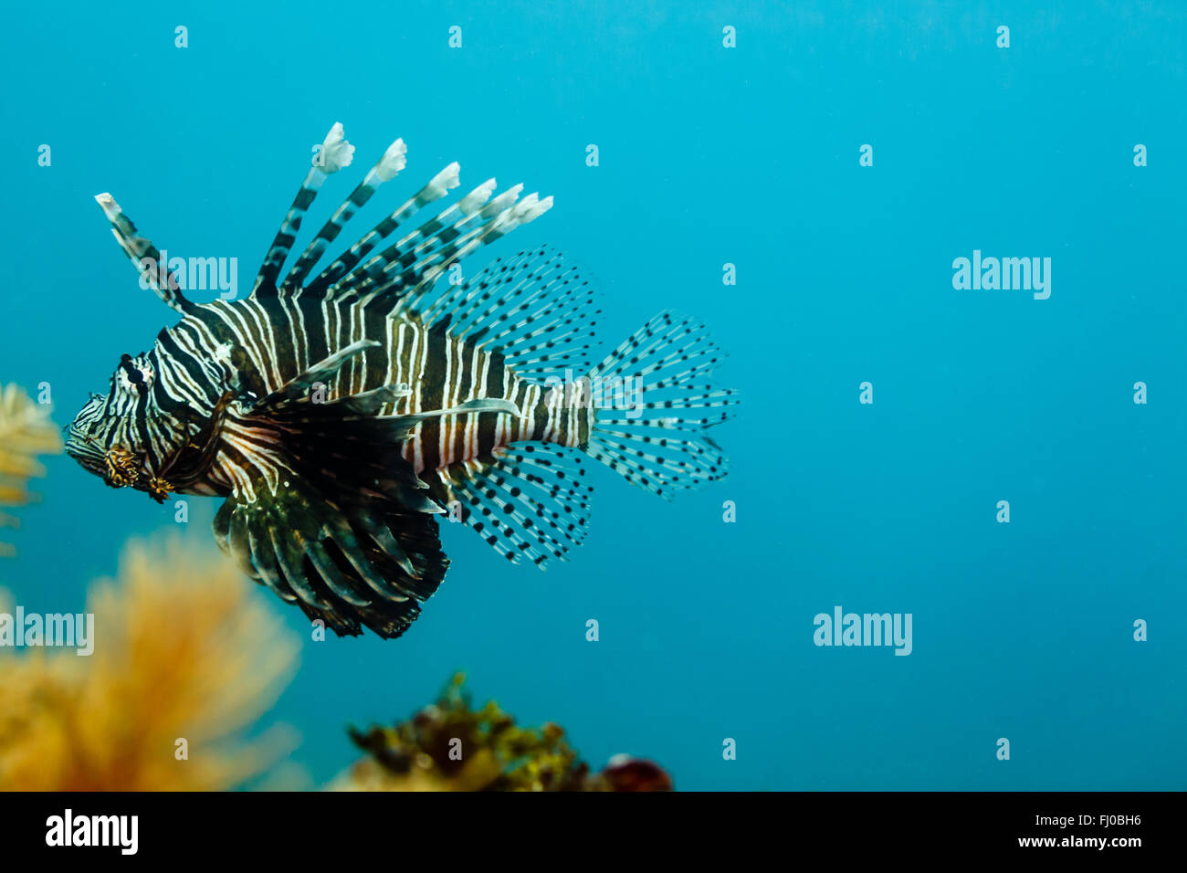 Invasive poisonous species Lion Fish, Pterois volitans, swimming on ...