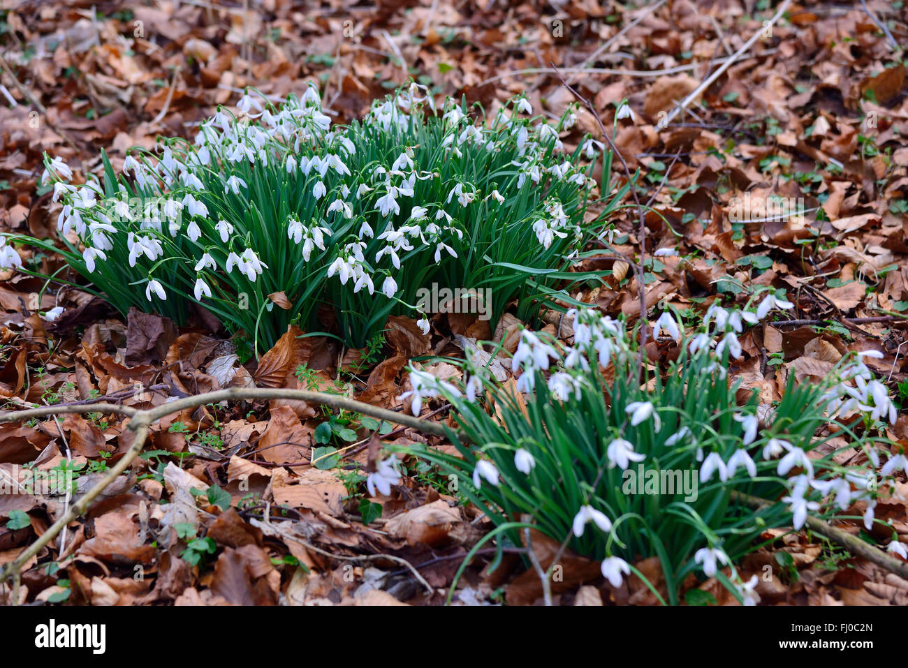 Snowdrops growing amongst trees in Berkshire, England, UK Stock Photo ...