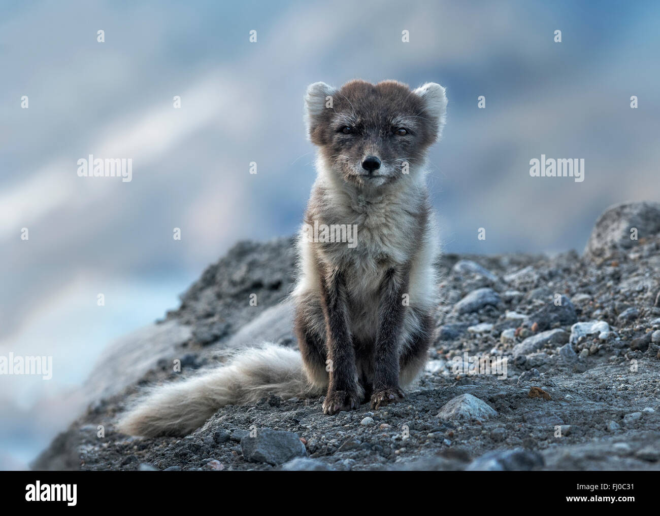 Greenland, Kulusuk, Arctic fox Stock Photo - Alamy