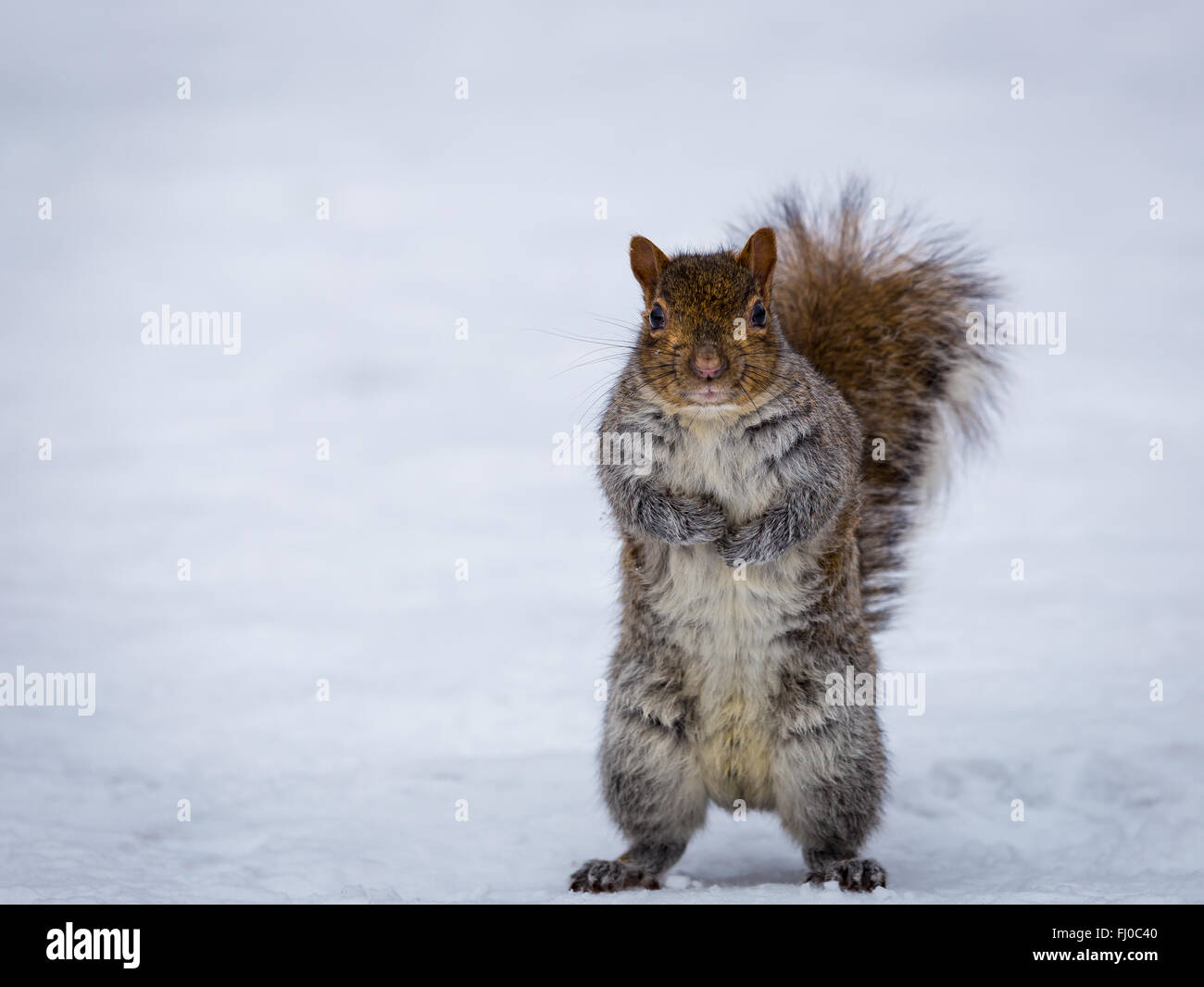 Grey Squirrel standing up ready for food Stock Photo - Alamy