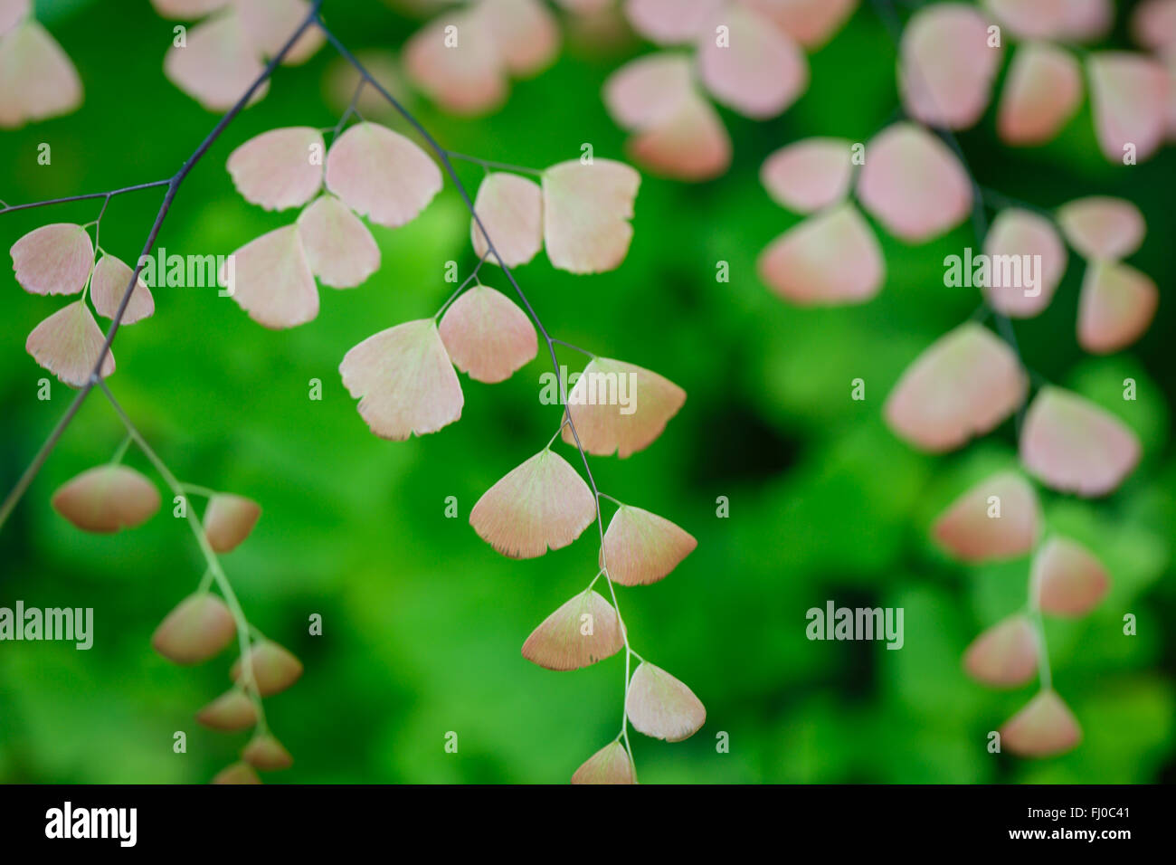 Small Pink tree leaves against green background of jungle Stock Photo ...