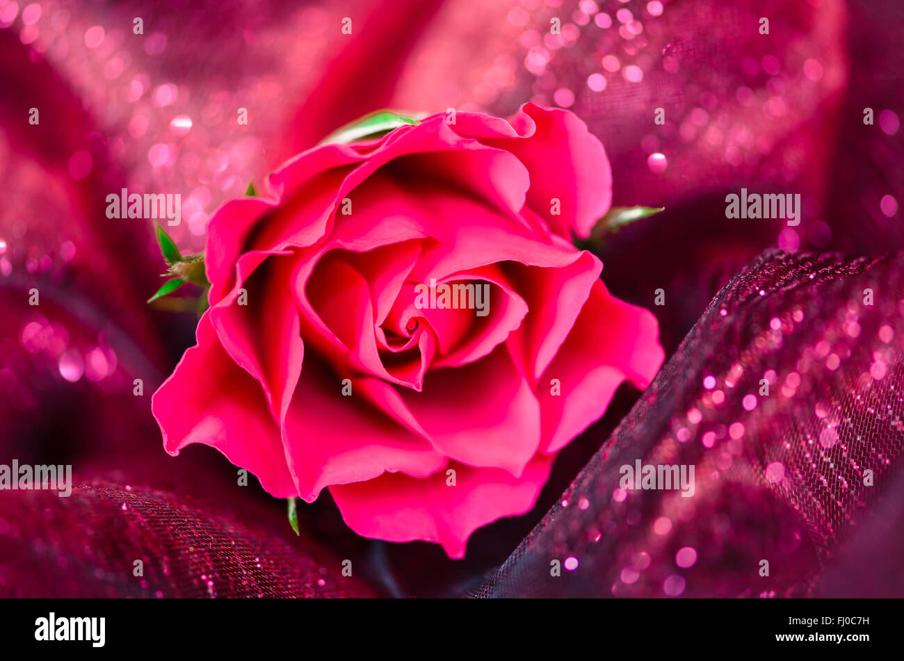 pink rose on shiny background Stock Photo - Alamy