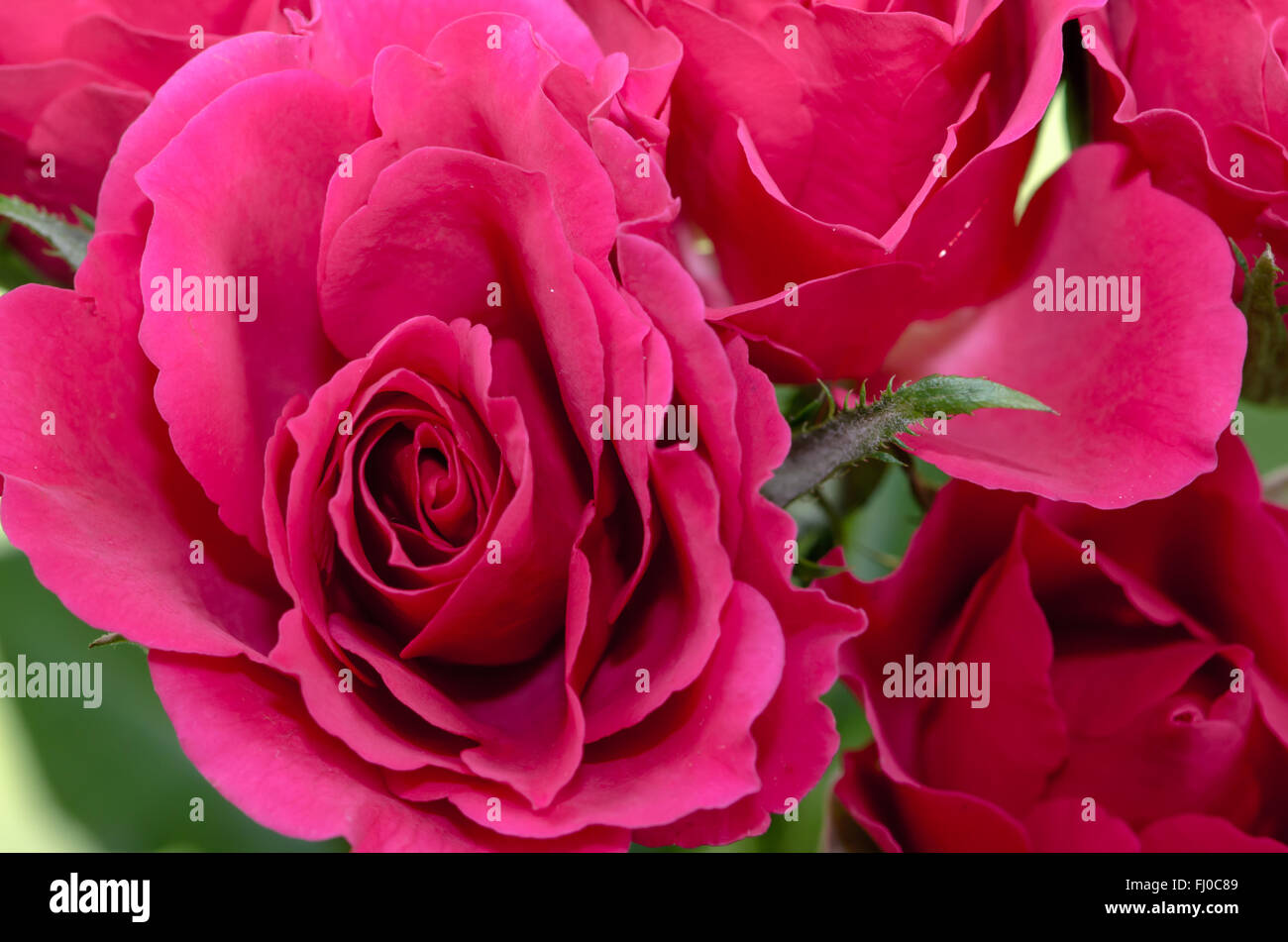 red rose macro detail image Stock Photo - Alamy