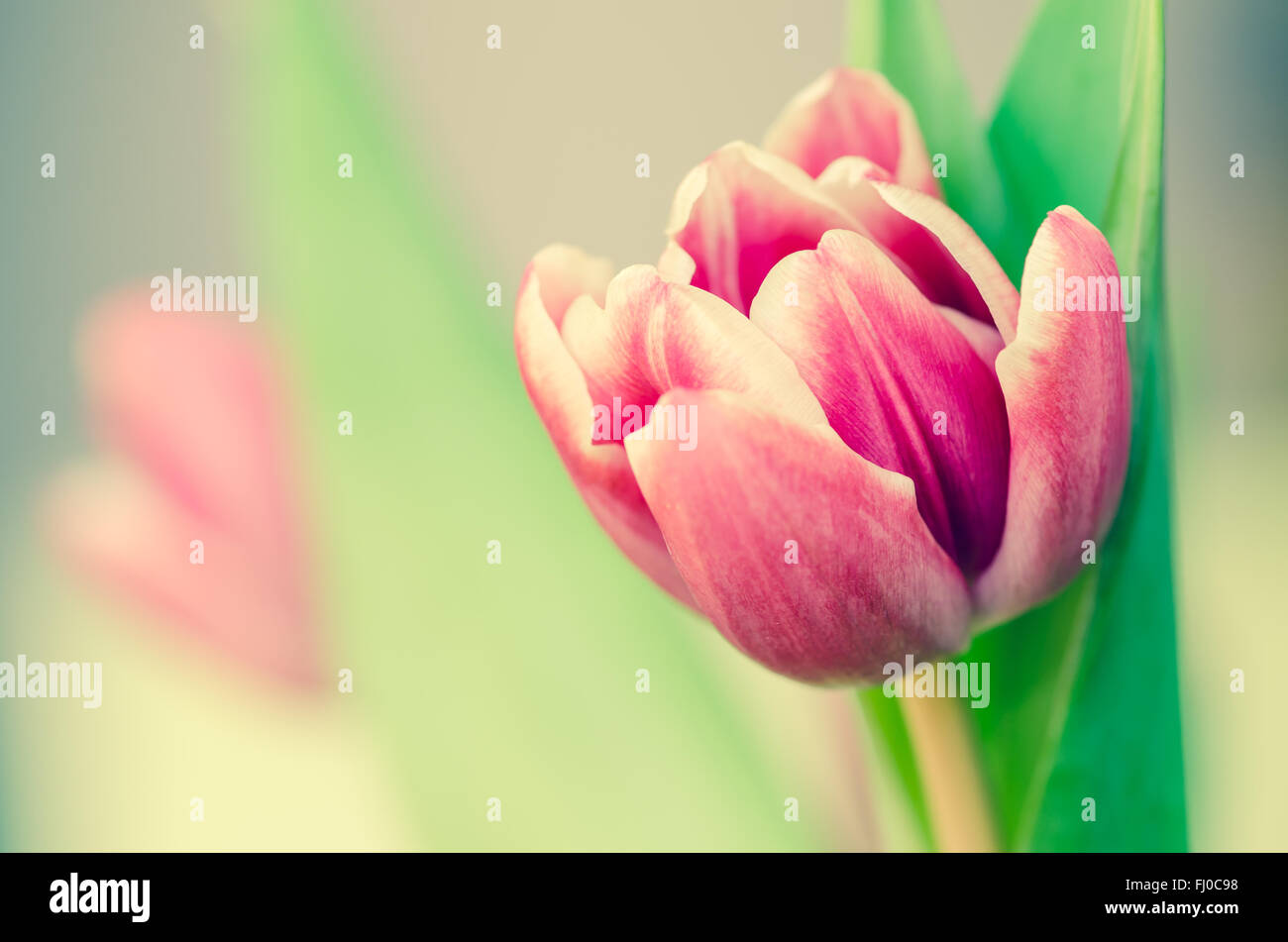 detail of pink tulip filtered effect Stock Photo - Alamy