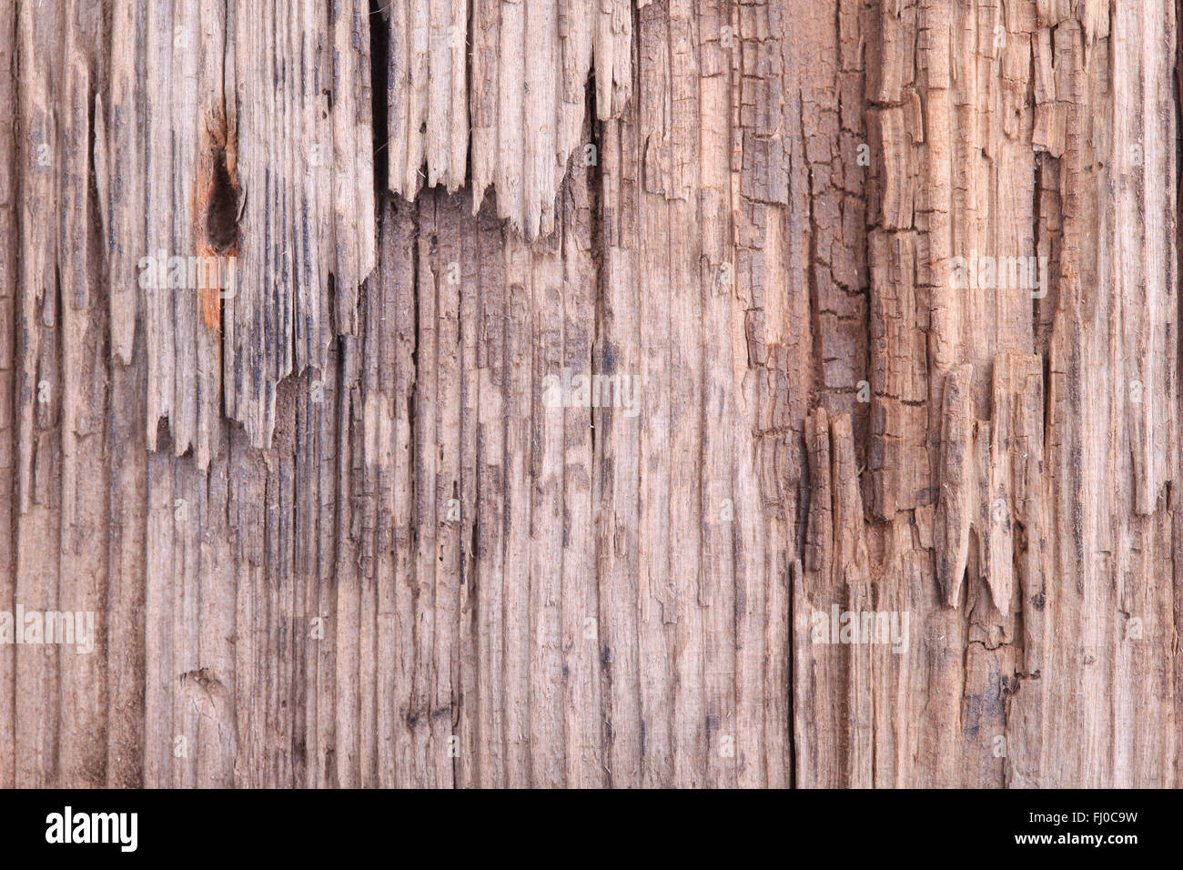 close rotten wood texture Stock Photo - Alamy