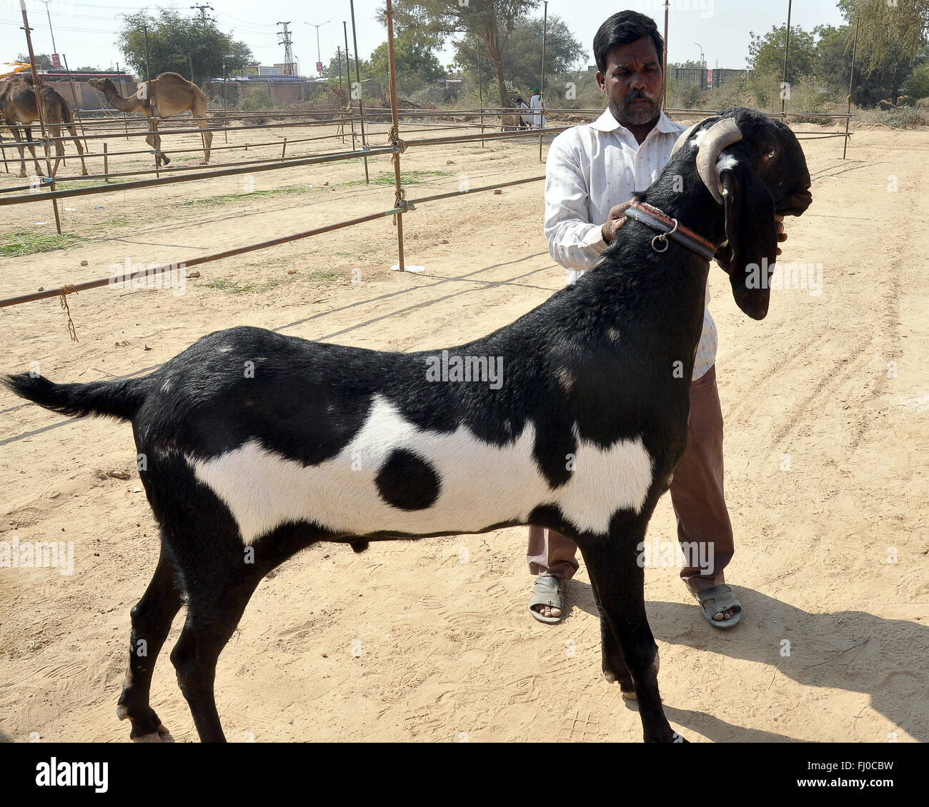 India rajasthan bikaner goat hi-res stock photography and images - Alamy
