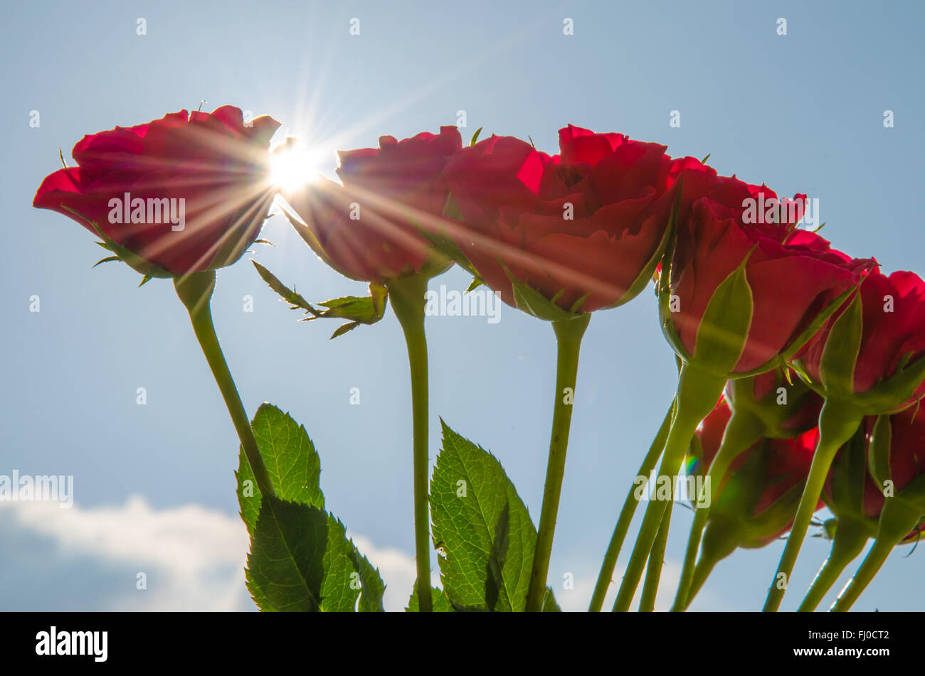 pink roses with sunshine light Stock Photo - Alamy