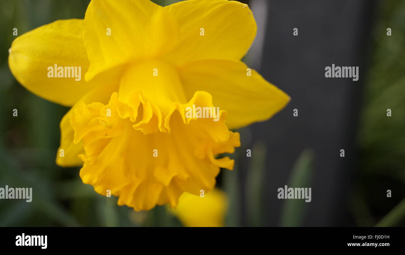 Narcissus tete tete dwarf daffodils hi-res stock photography and images ...
