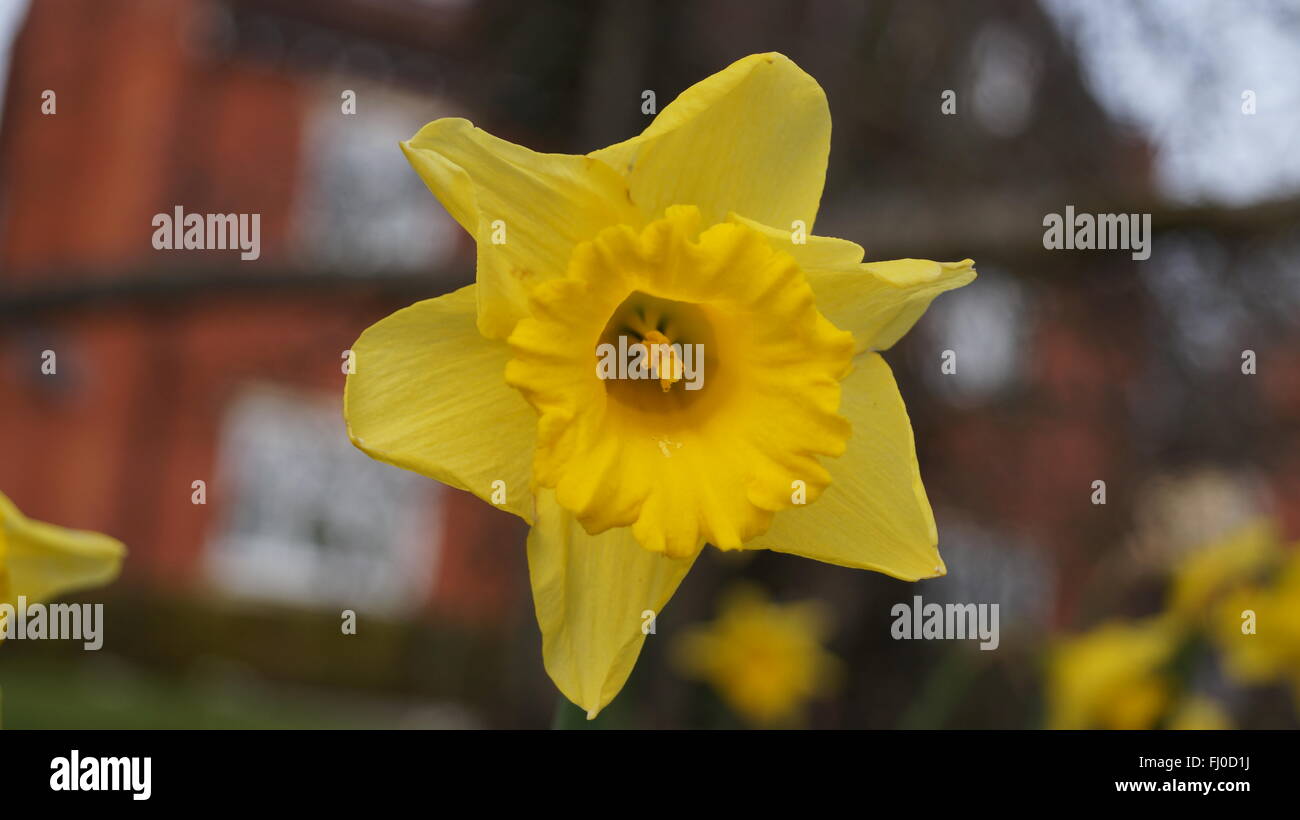 Daffodil flower head showing stamen Stock Photo - Alamy