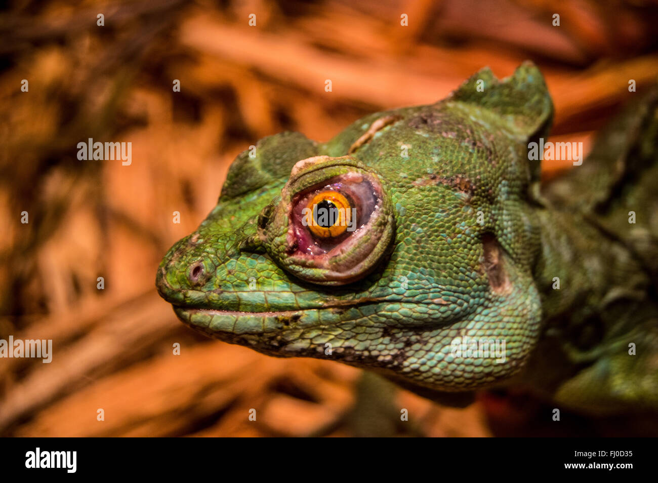 Lizard face close up hi-res stock photography and images - Alamy