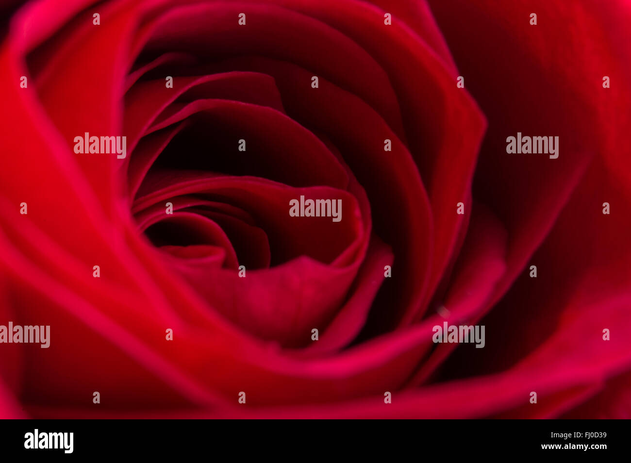 Red rose petal art hi-res stock photography and images - Alamy