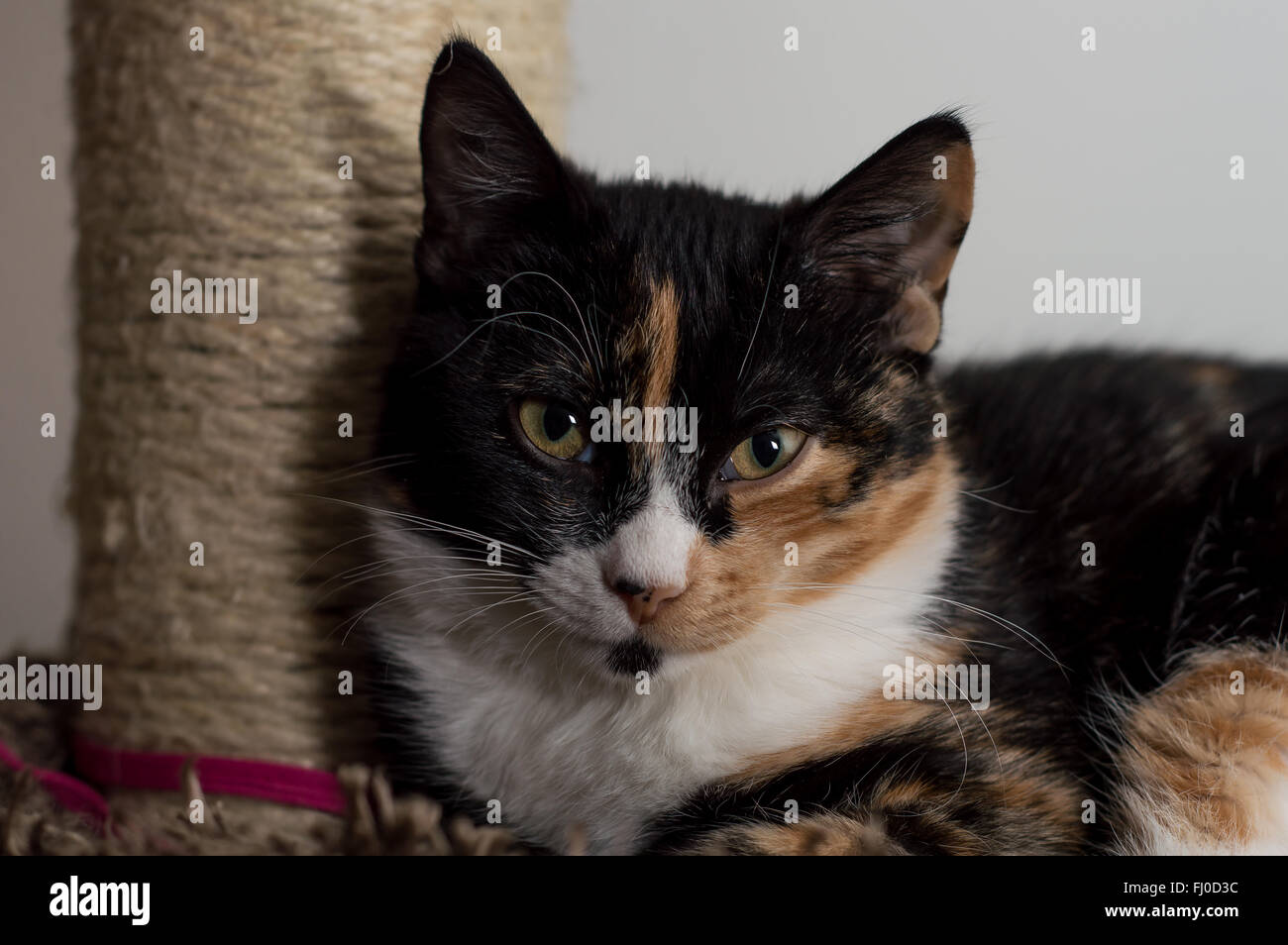 Relaxed cat hi-res stock photography and images - Alamy