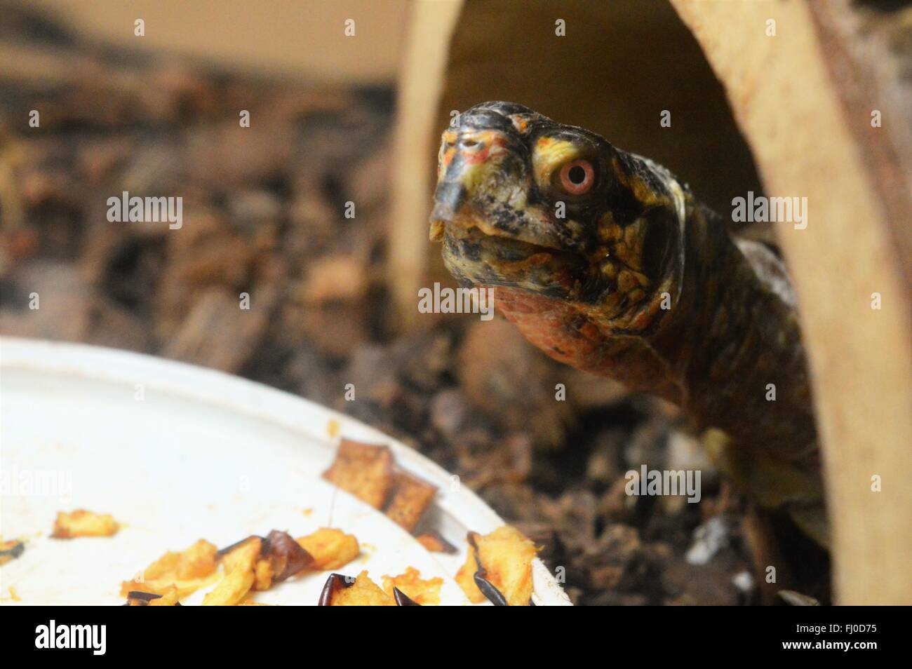 Turtle shell hi-res stock photography and images - Alamy