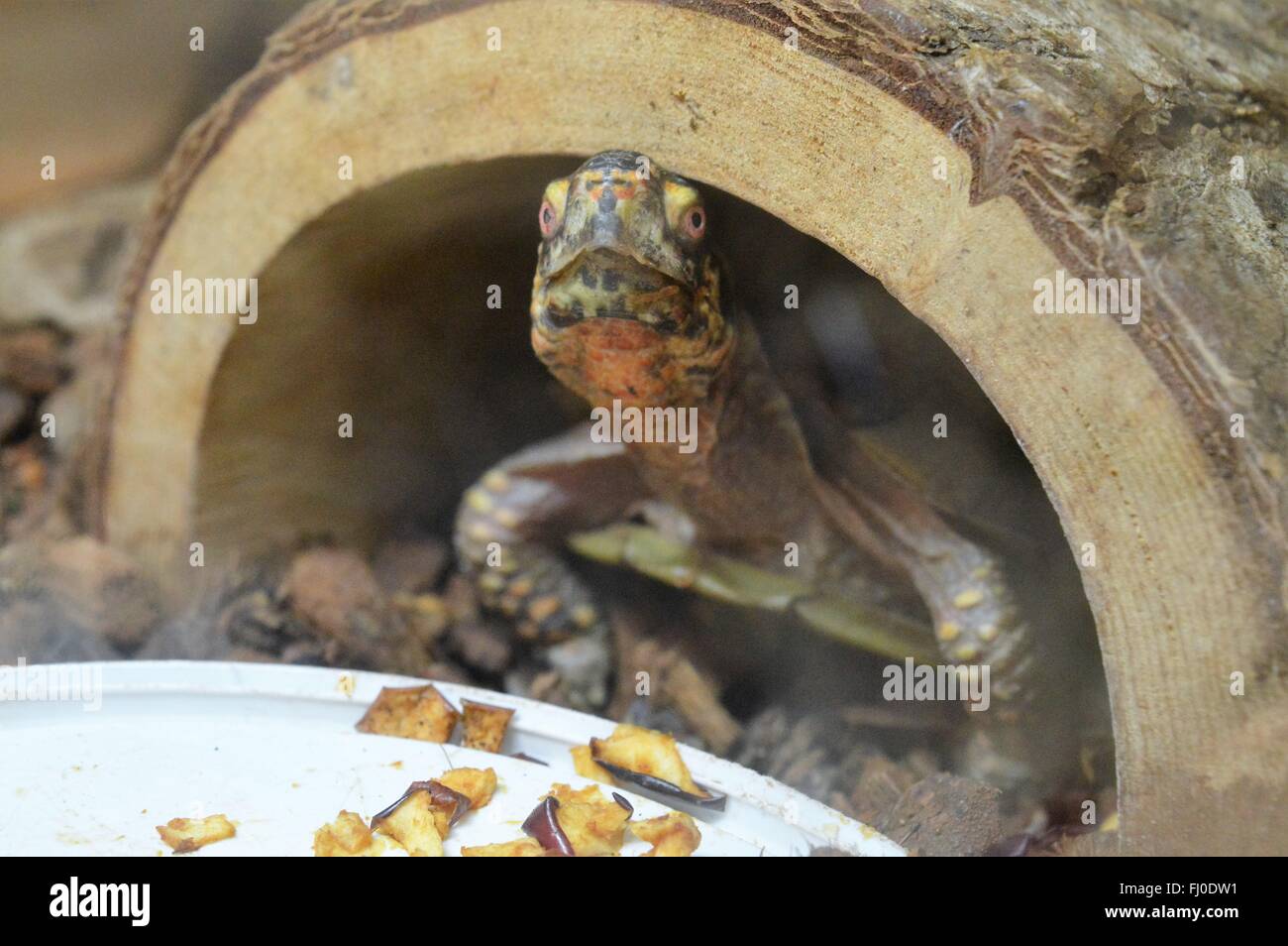Box turtle aquarium hi-res stock photography and images - Alamy