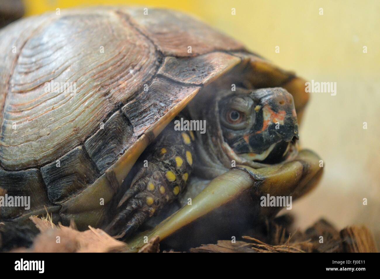 Box turtle eye hi-res stock photography and images - Alamy