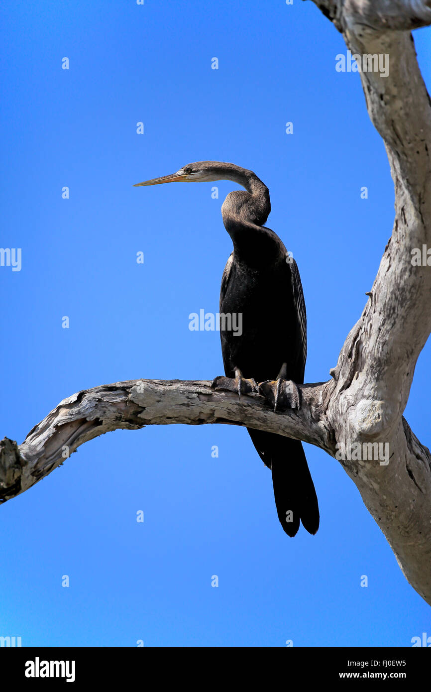 Indian darter hi-res stock photography and images - Alamy