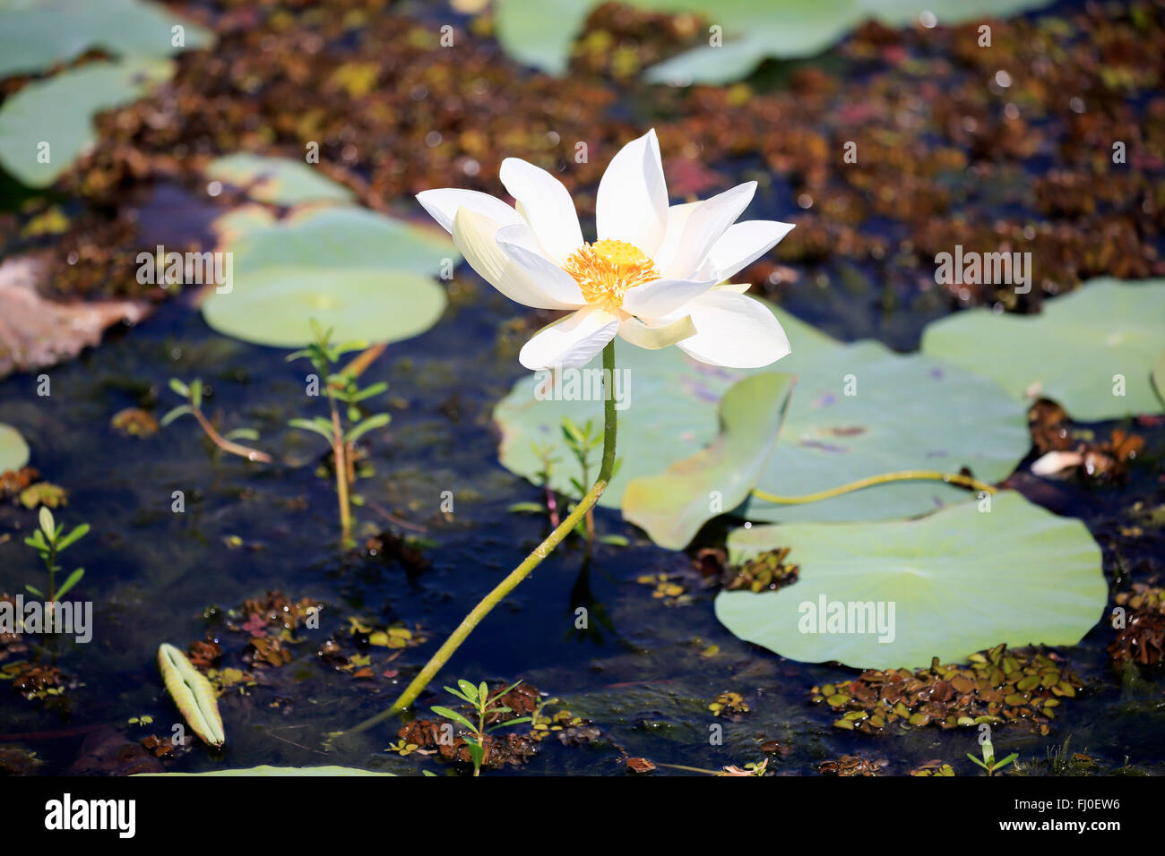 Indian Lotus, white form, blooming, bloom, Bundala Nationalpark, Sri ...