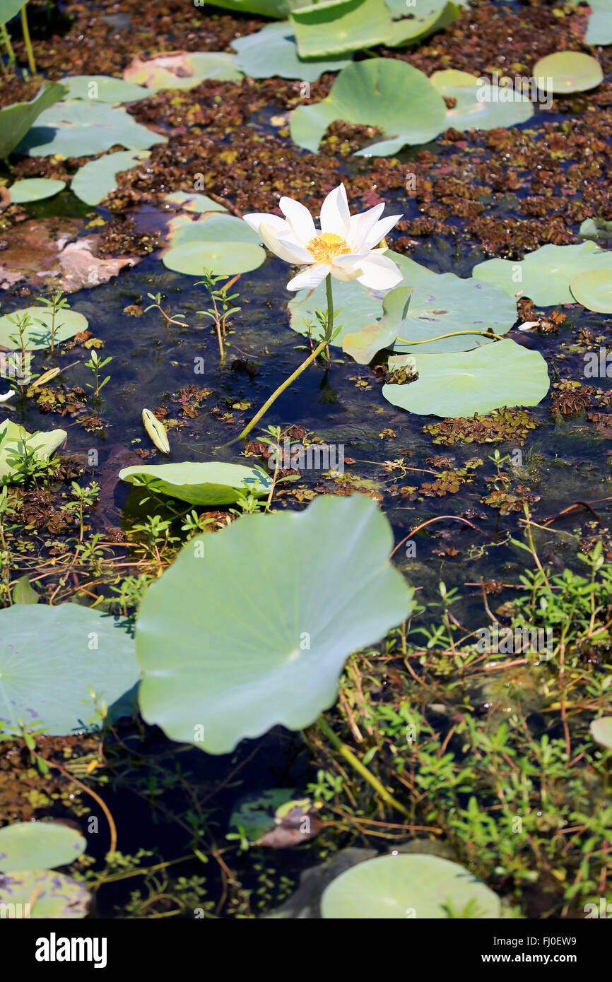 Indian Lotus, white form, blooming, bloom, Bundala Nationalpark, Sri ...