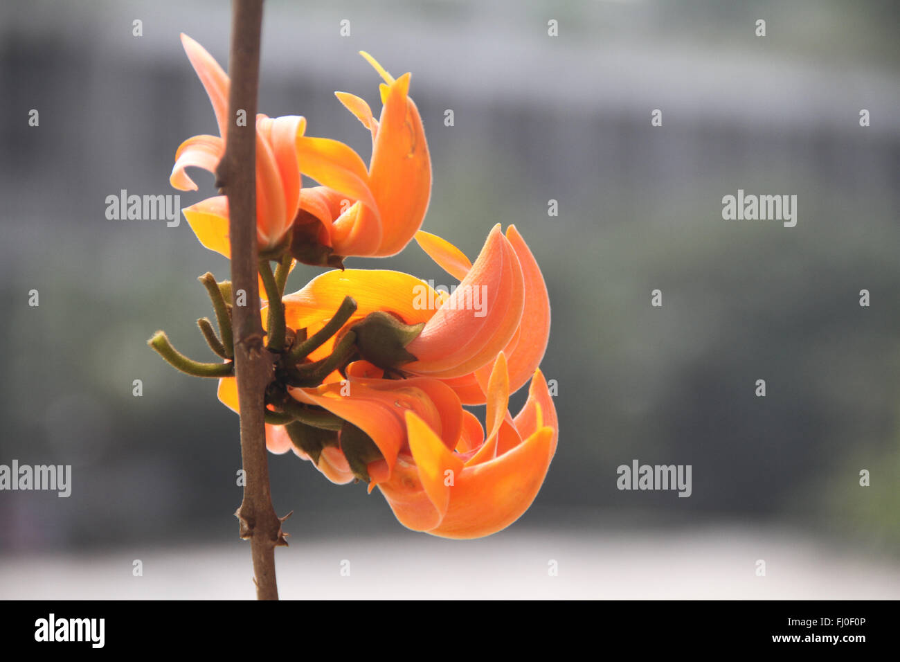 Palash Flower Stock Photos & Palash Flower Stock Images - Alamy