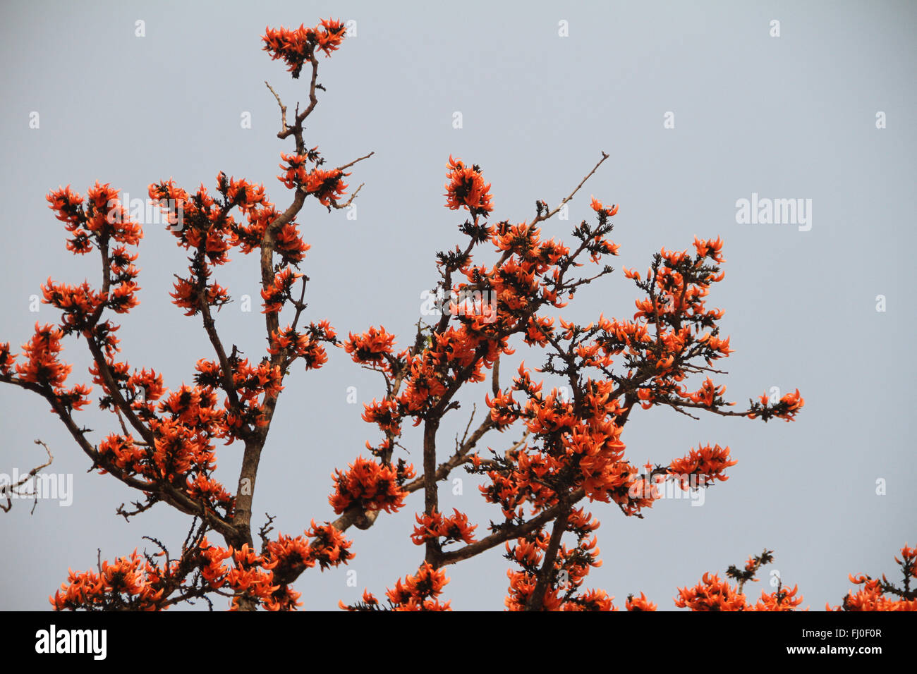 Palash Flower Garden