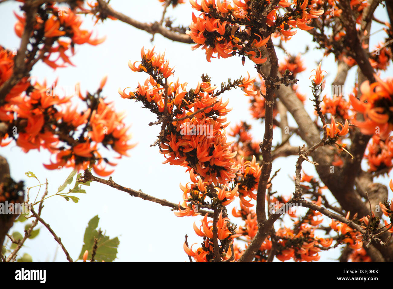 Palash Stock Photos & Palash Stock Images - Alamy