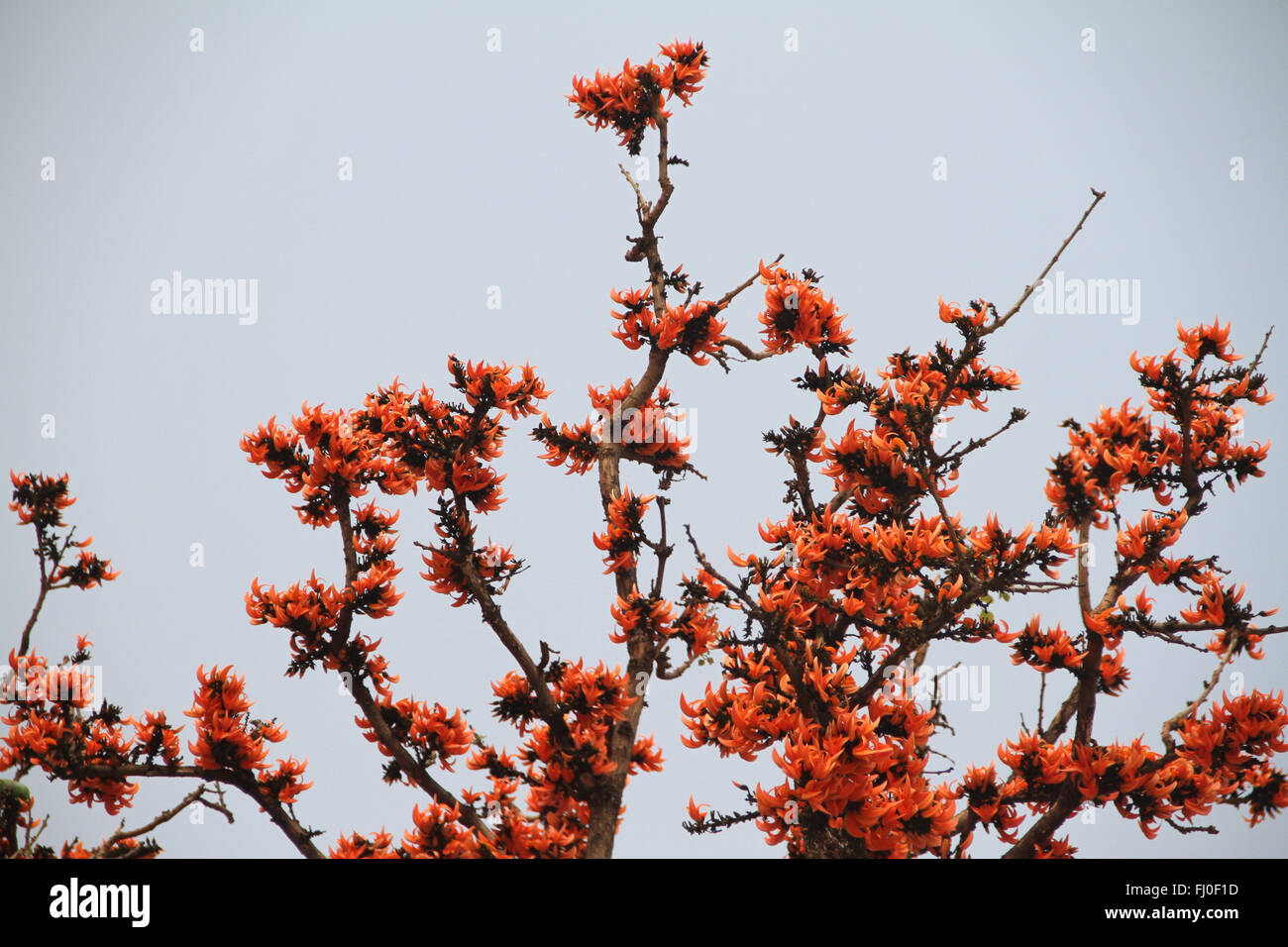 Palash Flower Garden