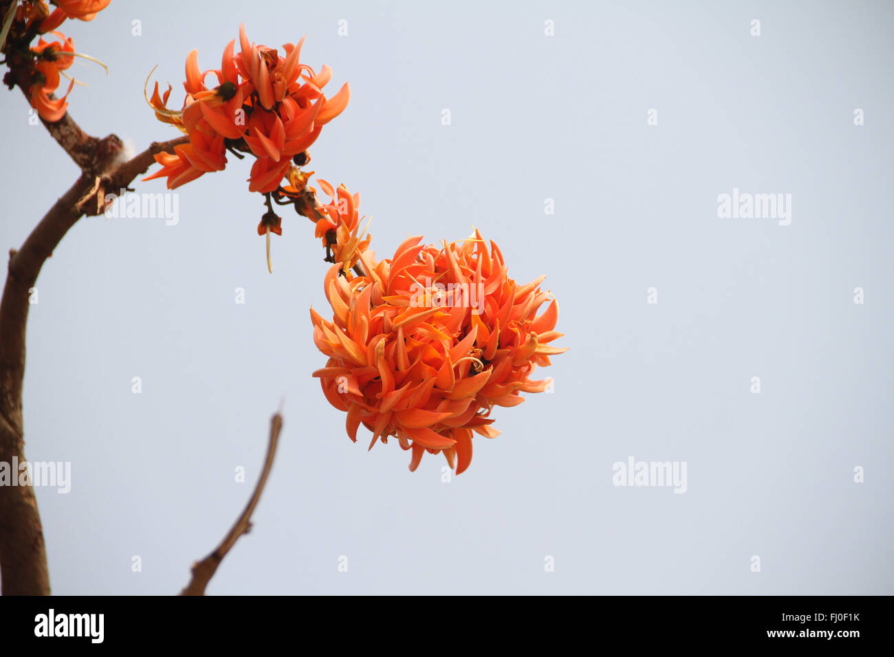 Palash flower hi-res stock photography and images - Alamy